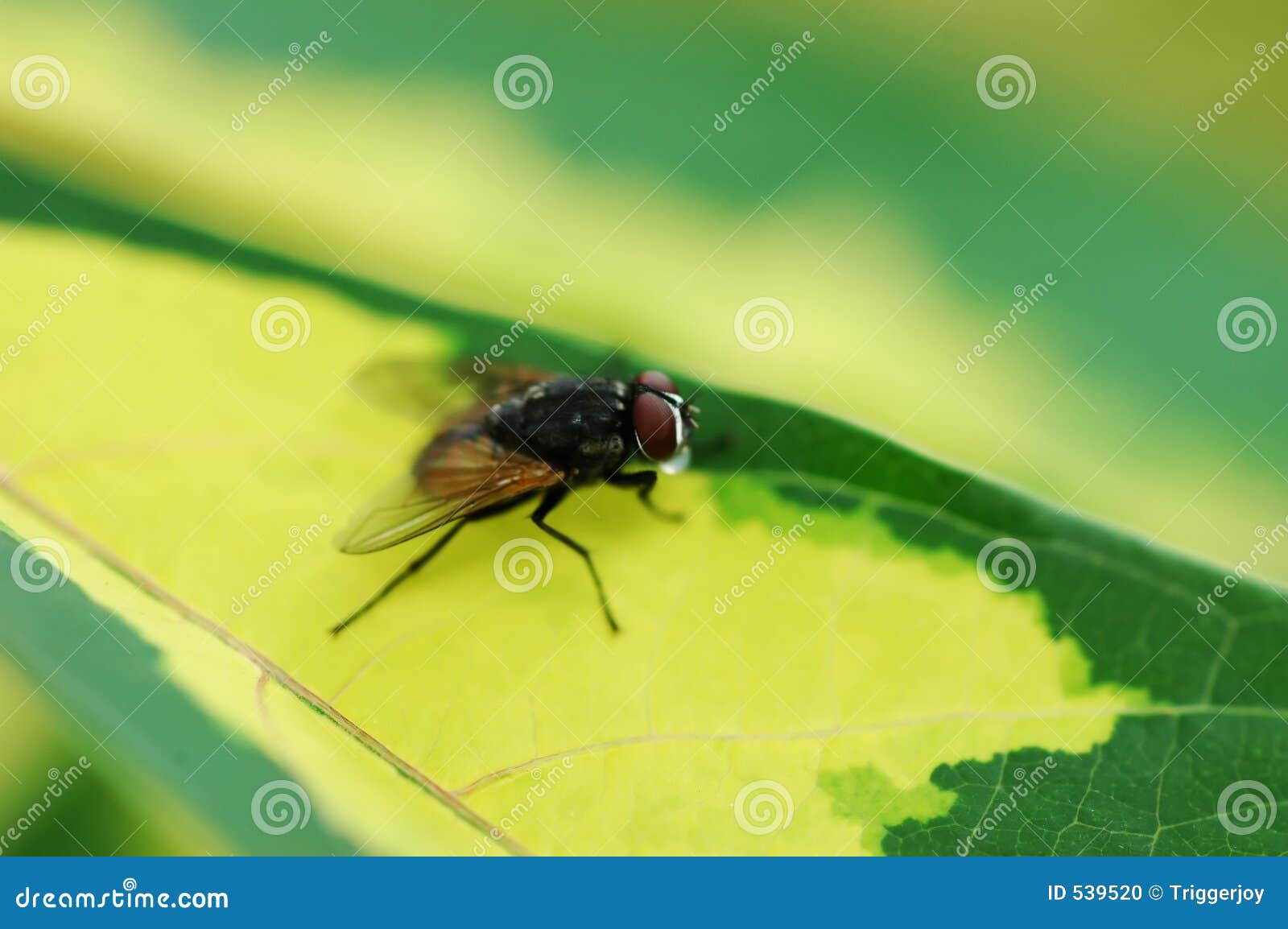 House Fly stock photo. Image of insect, flight, house, flies - 539520