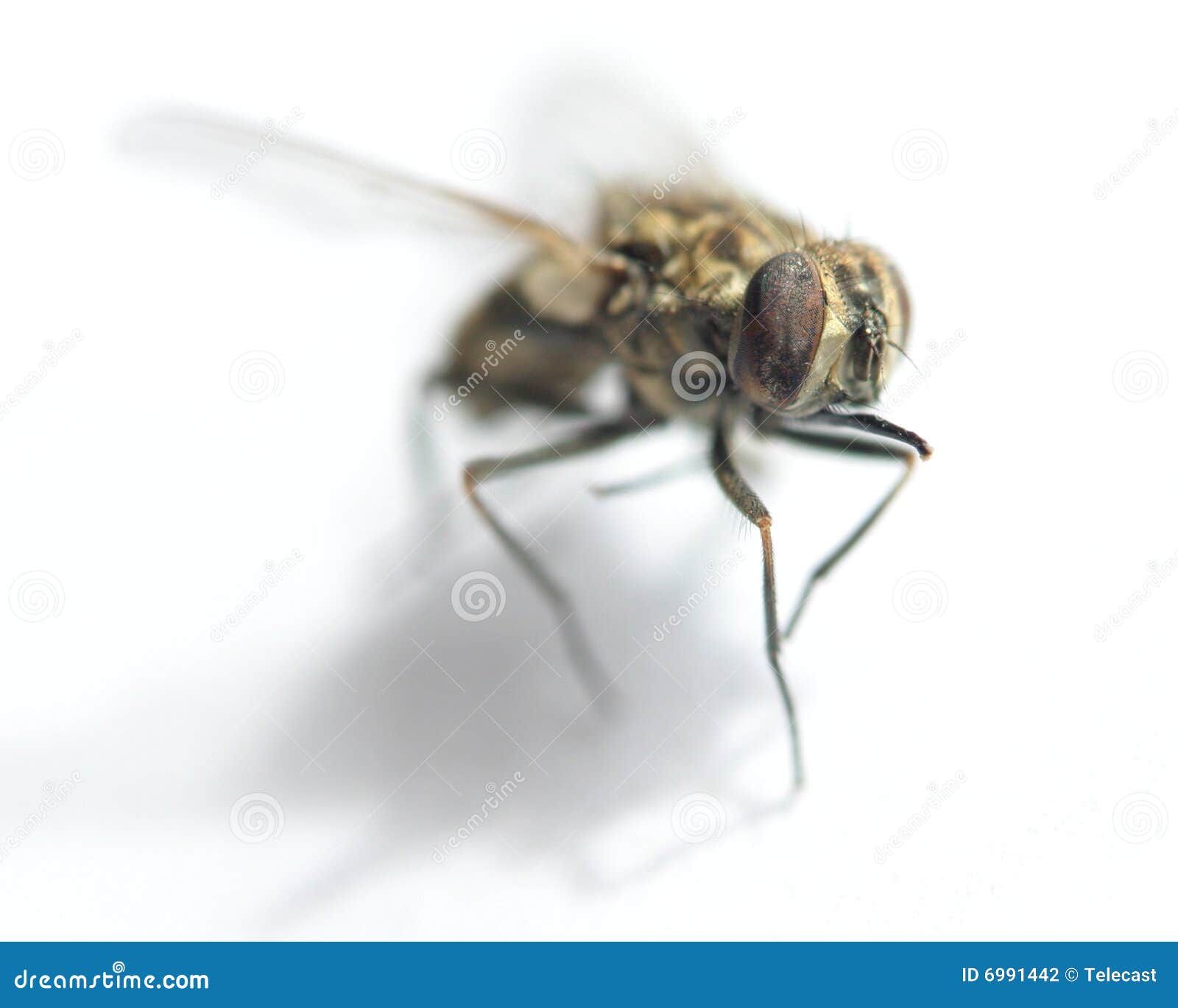 House Fly stock photo. Image of insects, microbes, disease - 6991442