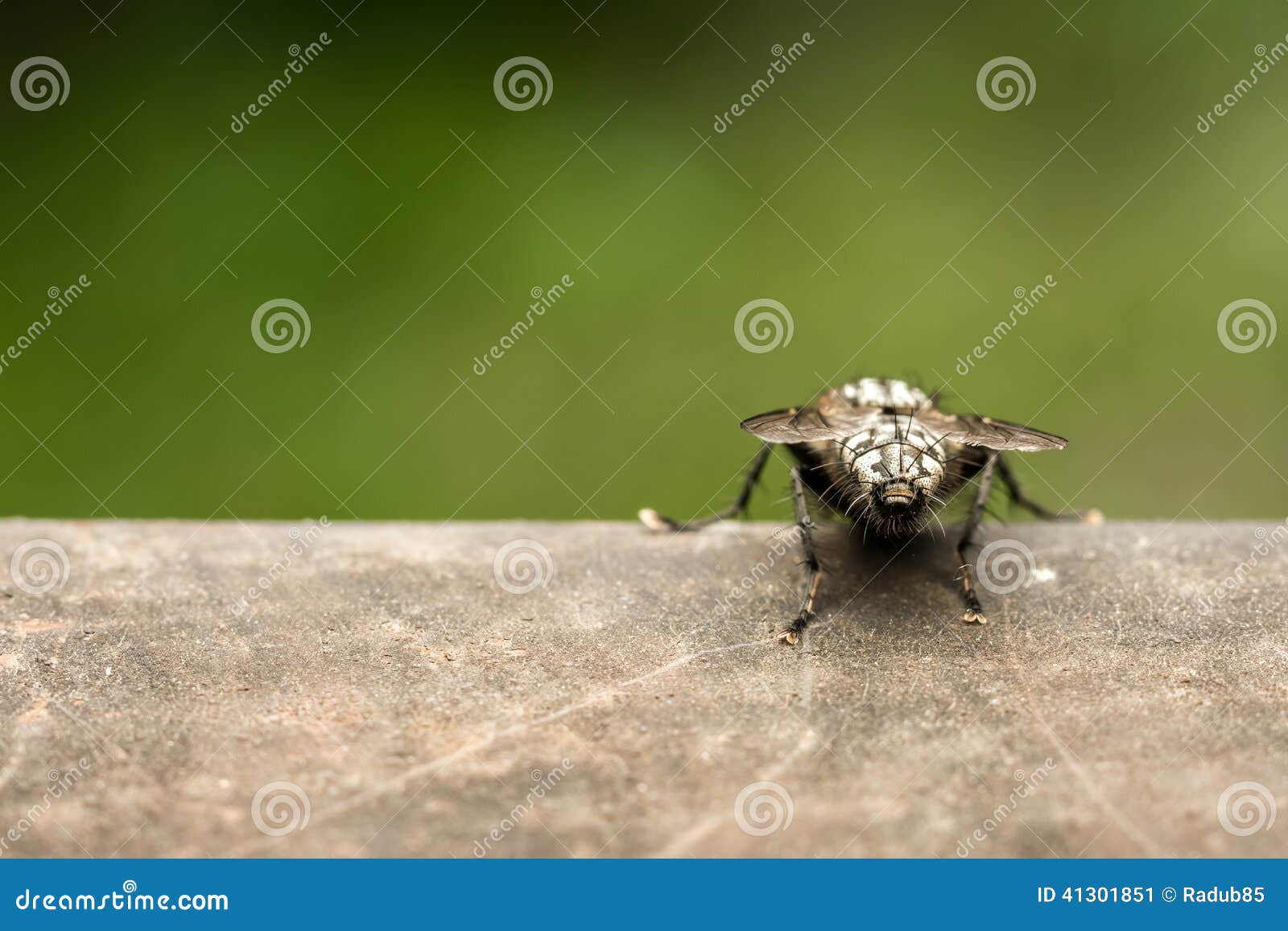 House Fly Back View Macro stock image. Image of background - 41301851