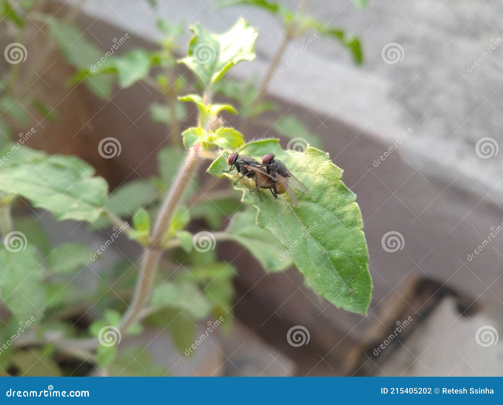 House Fly on the Basil Leaves Stock Photo - Image of green, honeybee ...