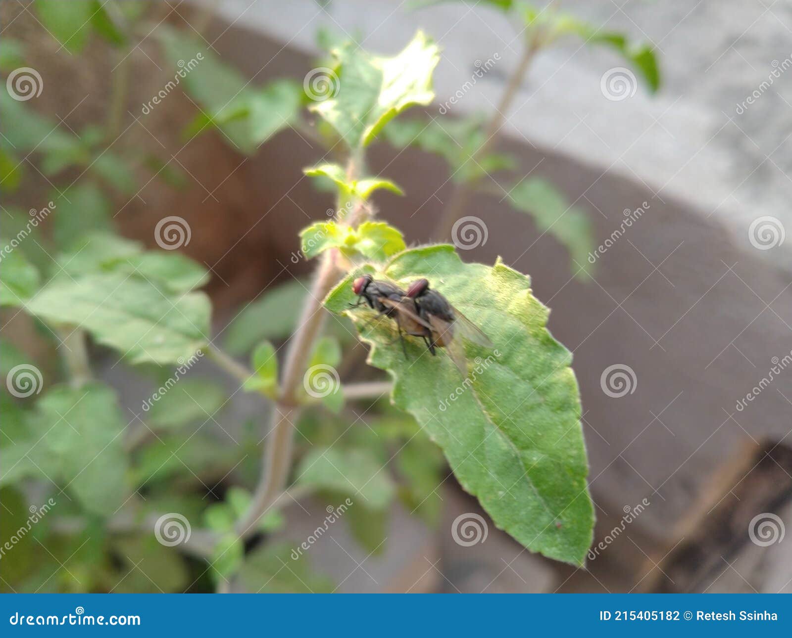 House Fly on the Basil Leaves Stock Photo - Image of insect, plant ...