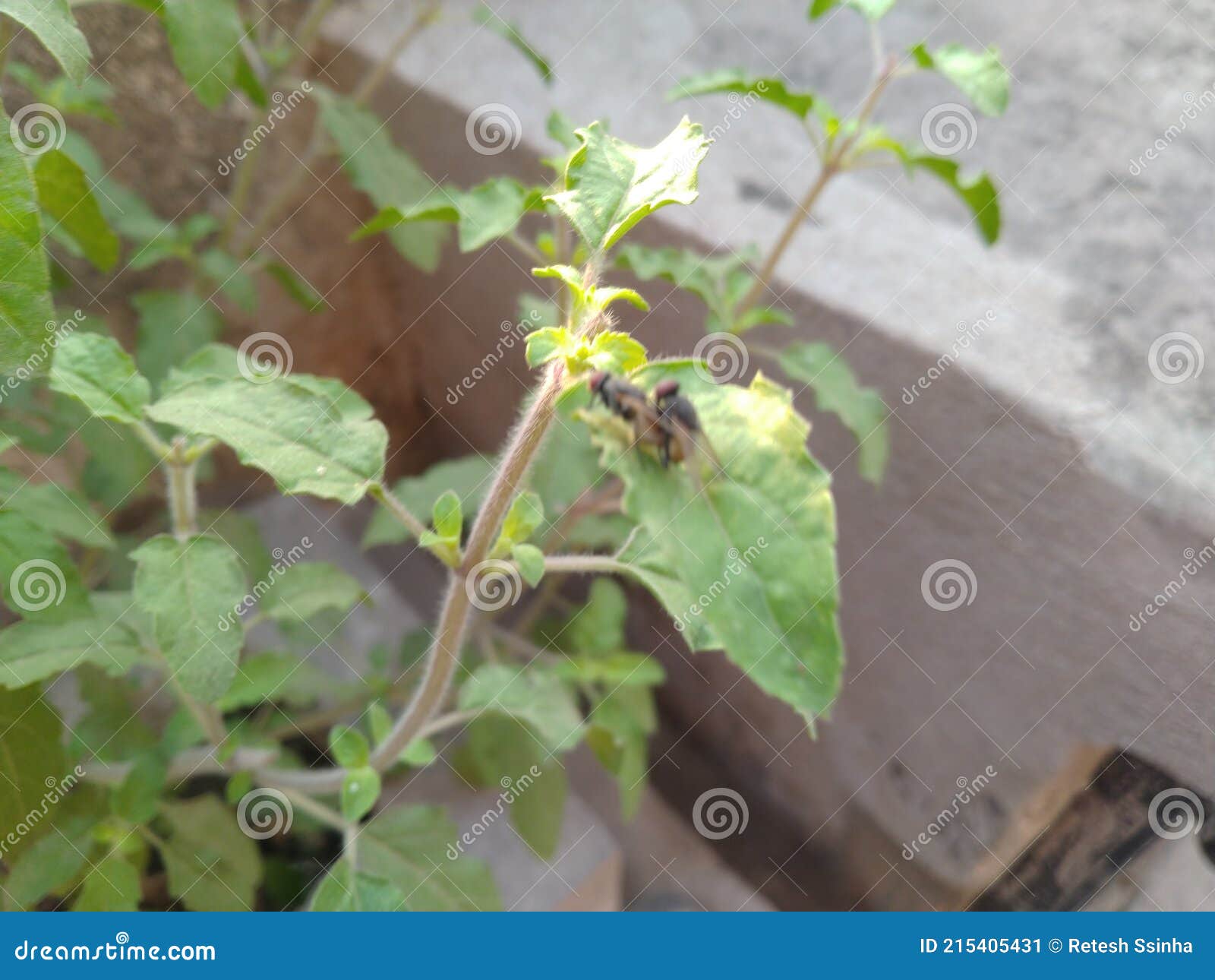 House Fly on the Basil Leaves Stock Image - Image of vegetable, shrub ...