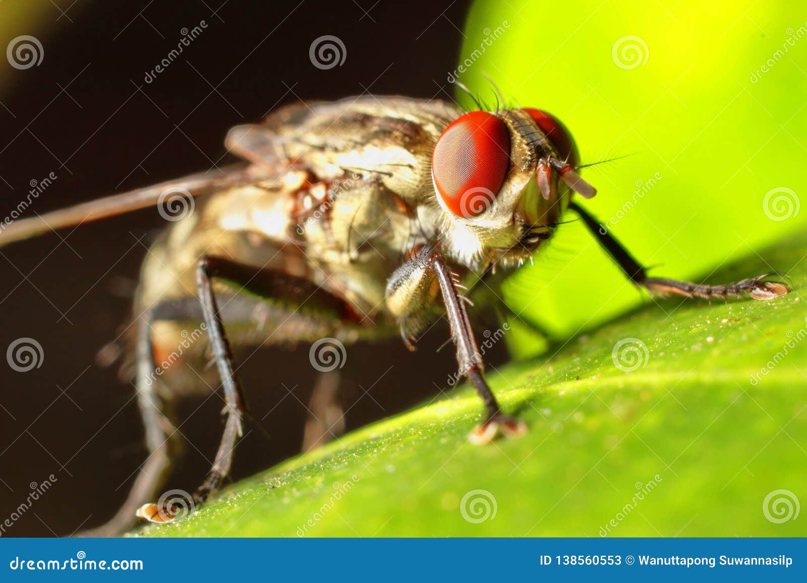 House fly,Blow fly on leaf stock image. Image of pest - 138560553