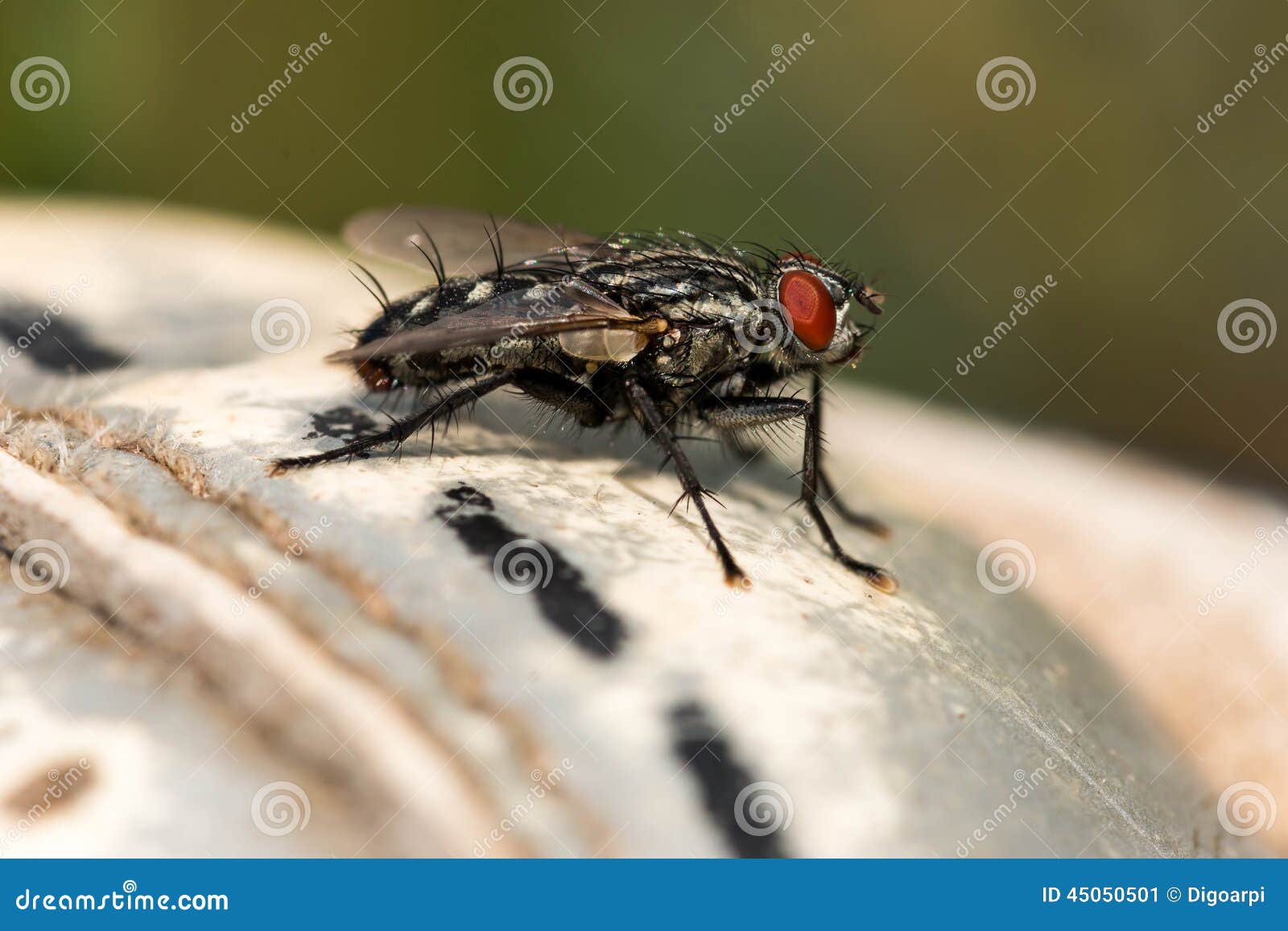 House fly stock image. Image of animal, macro, habitat - 45050501
