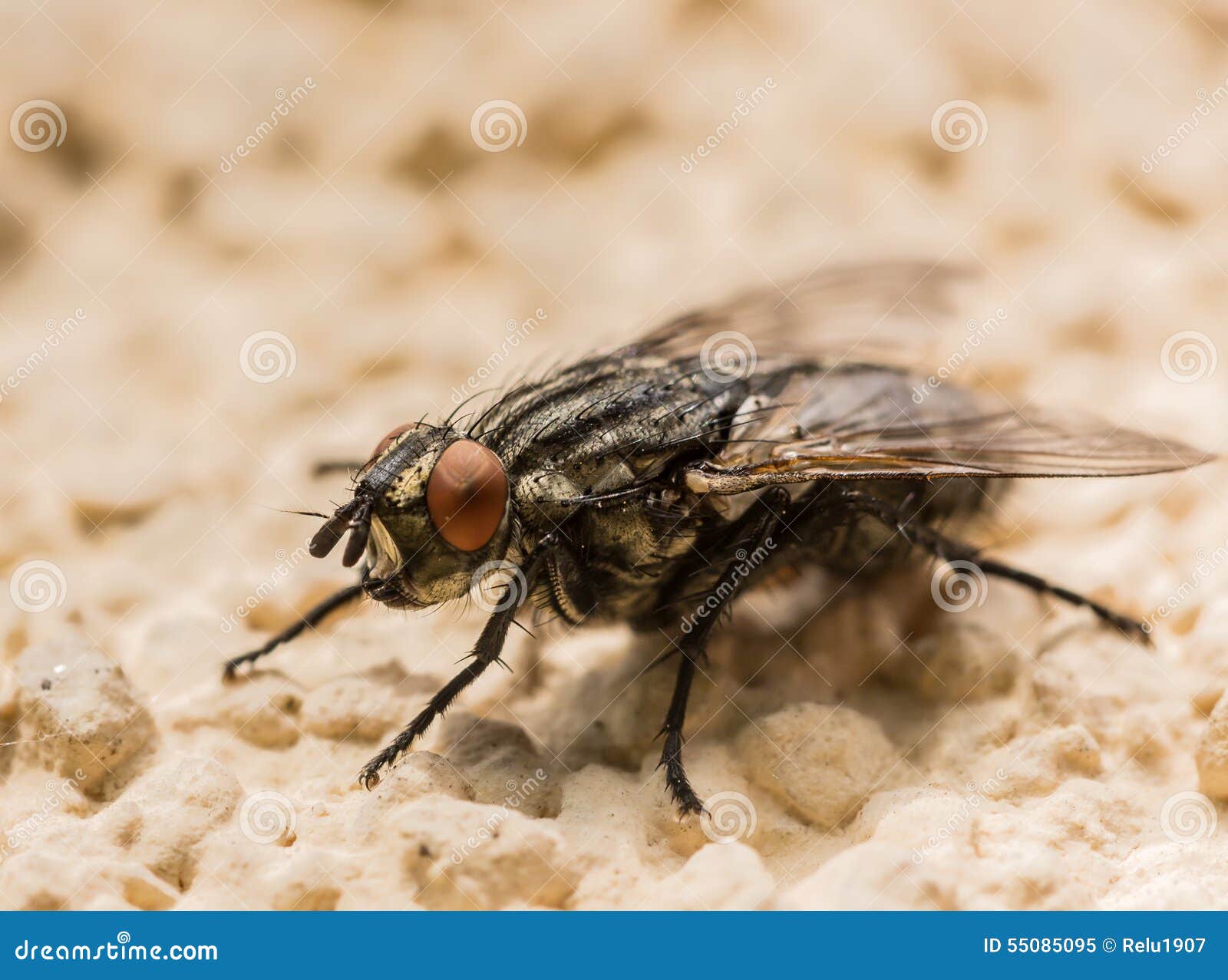 House fly stock image. Image of hair, closeup, calliphoridae - 55085095