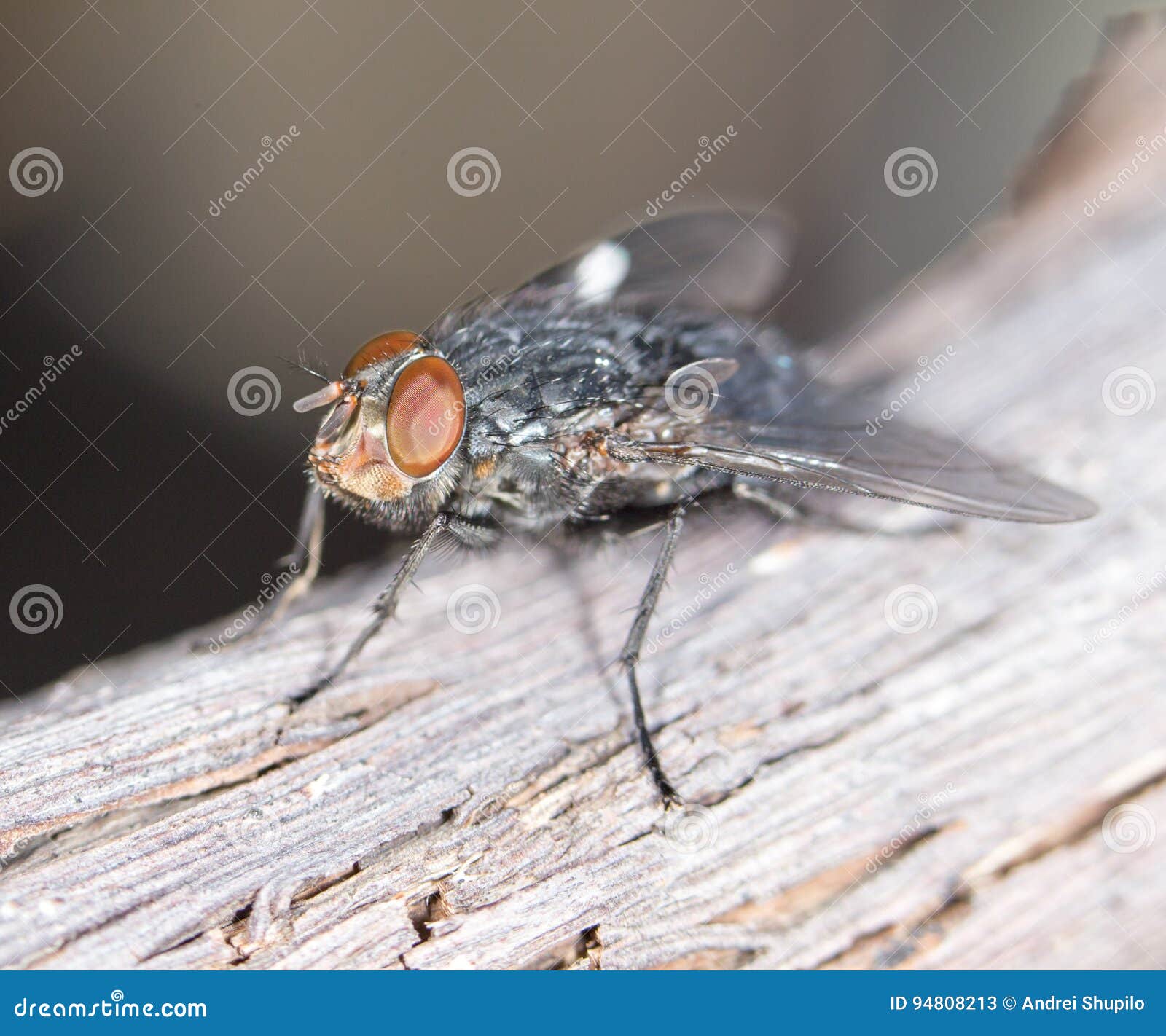 House fly close up stock image. Image of common, close - 94808213