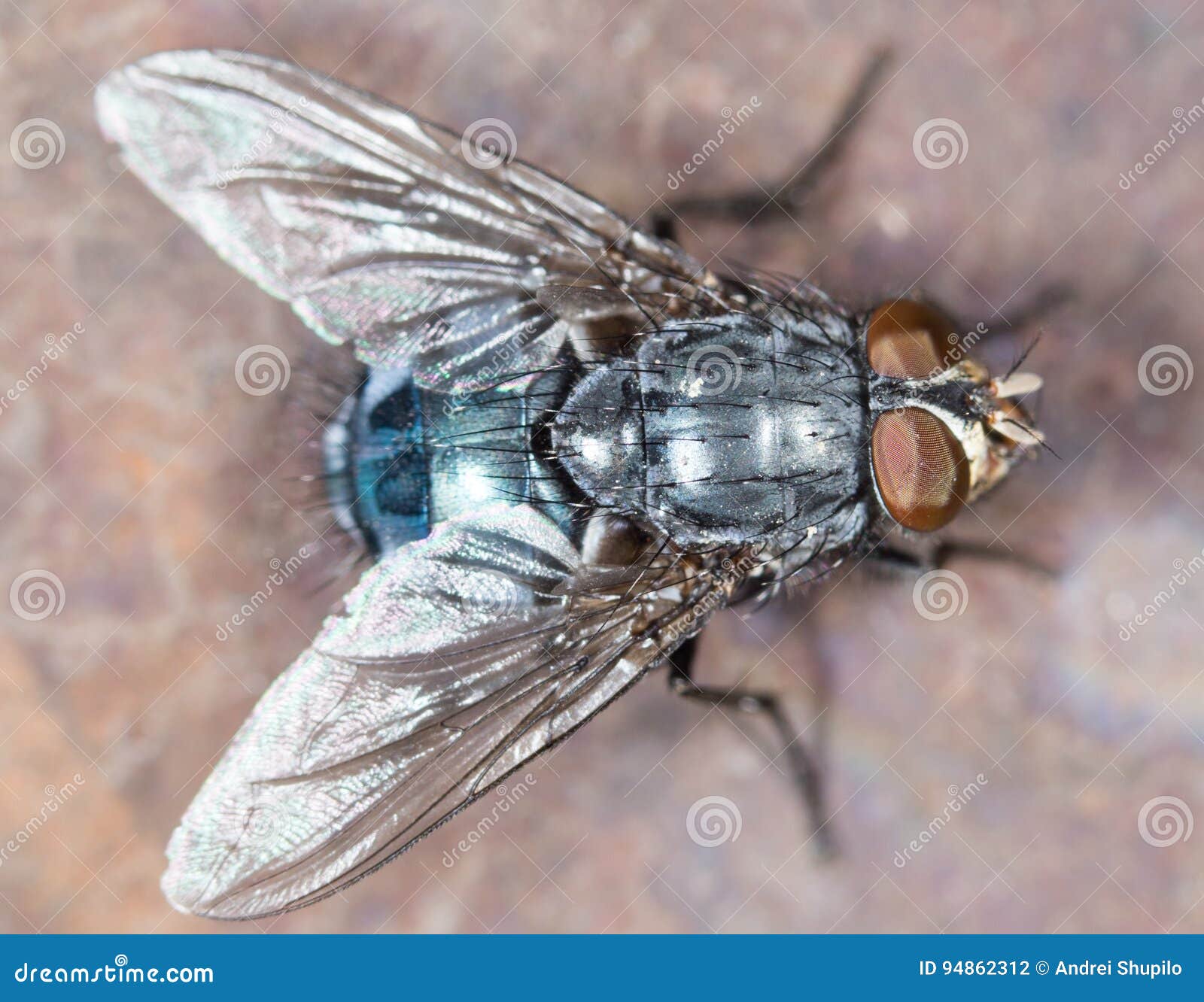 House fly close up stock photo. Image of pest, natural - 94862312