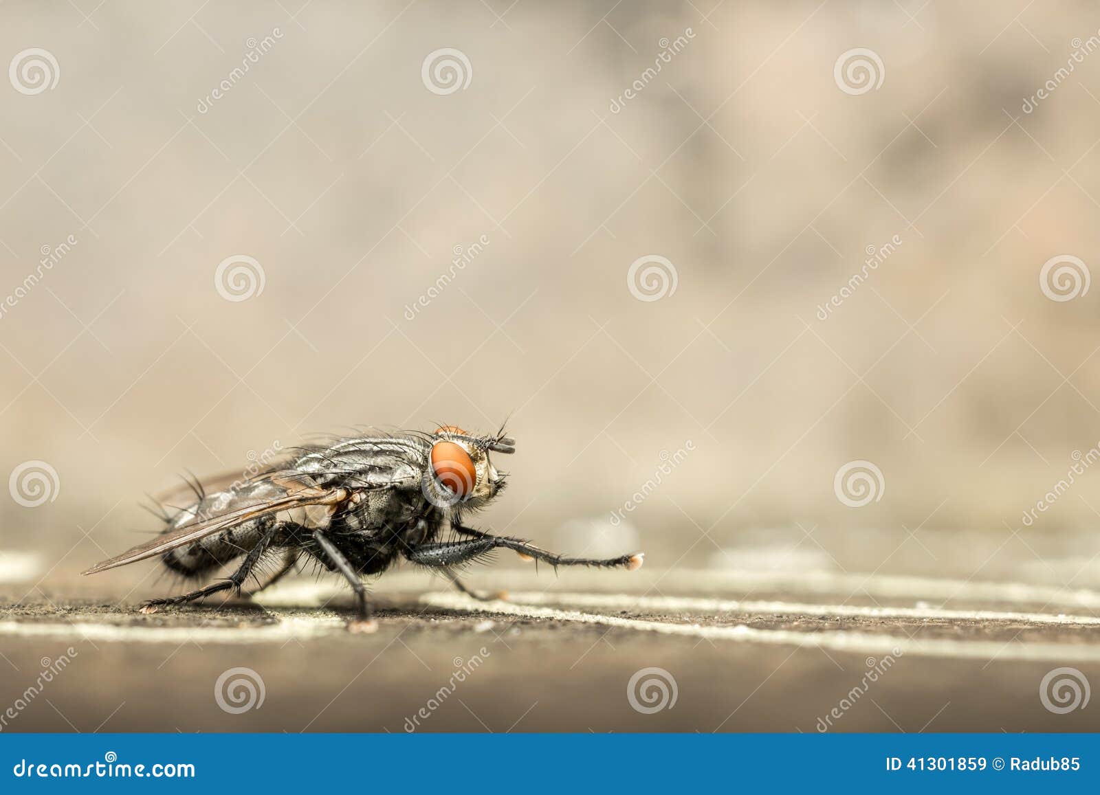 House Fly Close Up stock image. Image of macro, animal - 41301859