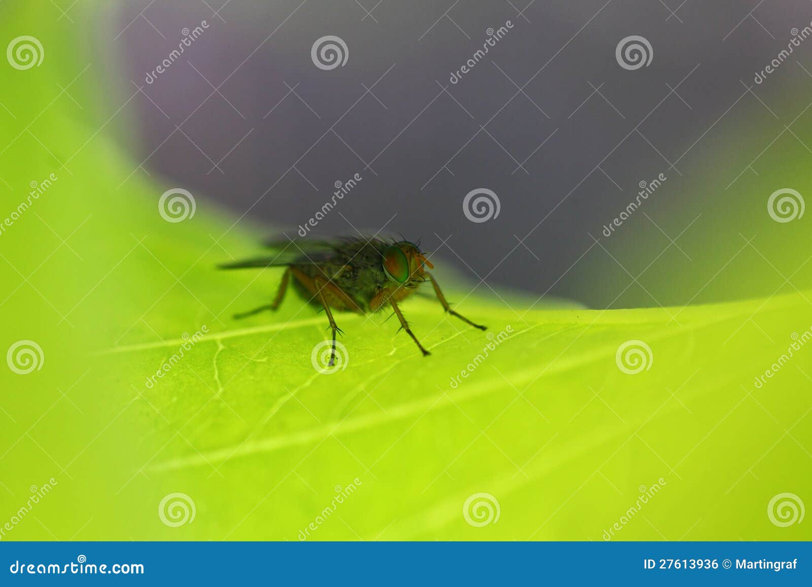 Fly on Bright Green Leaf, Macro Image Stock Photo - Image of body ...