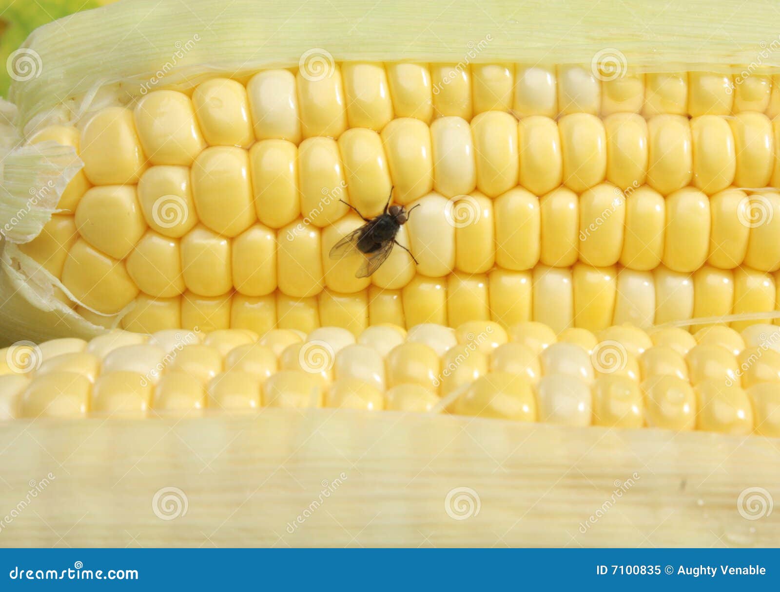 House Fly on Corn Cob stock image. Image of corn, isolated - 7100835