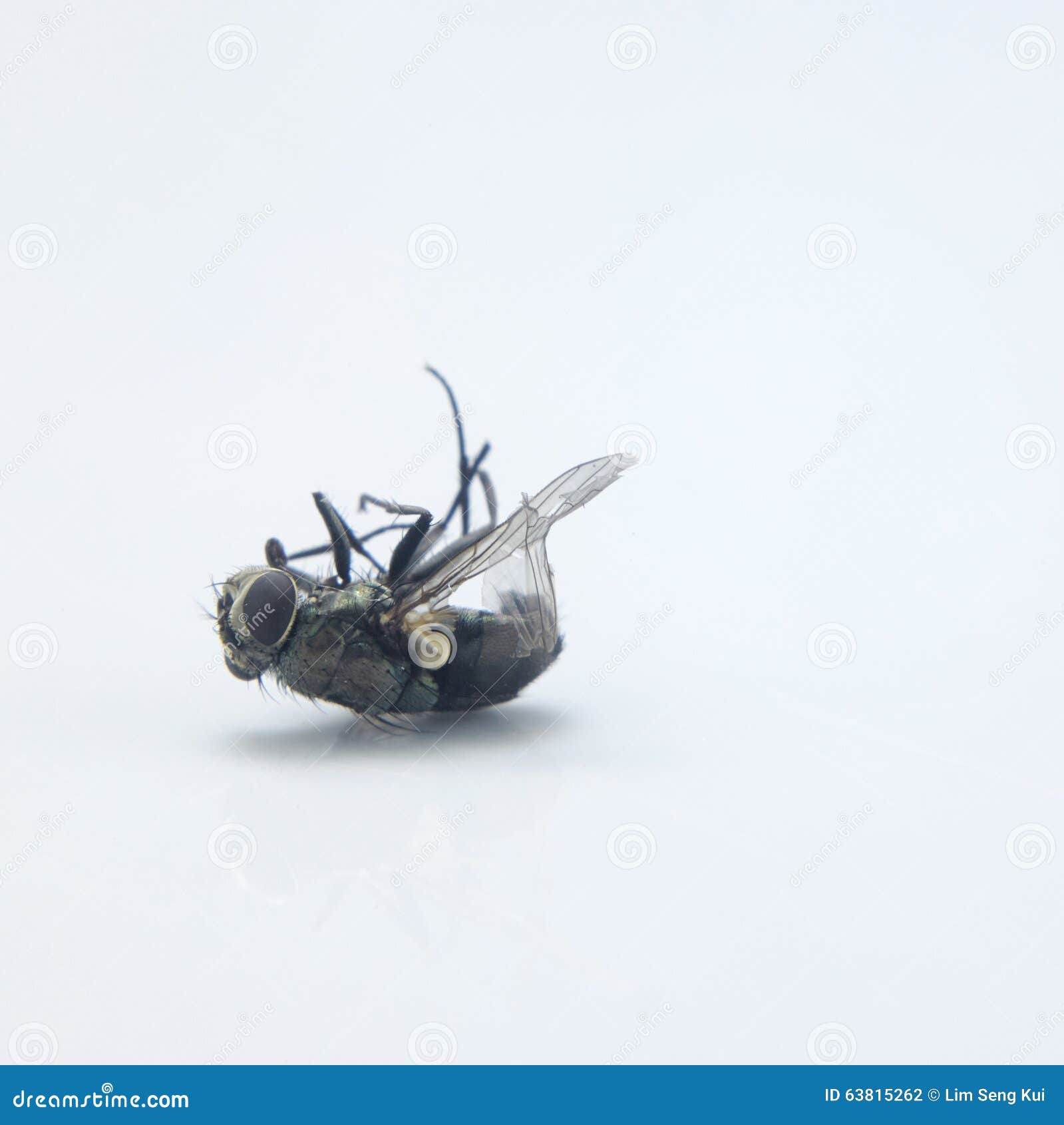 House fly stock photo. Image of detail, dirty, background - 63815262
