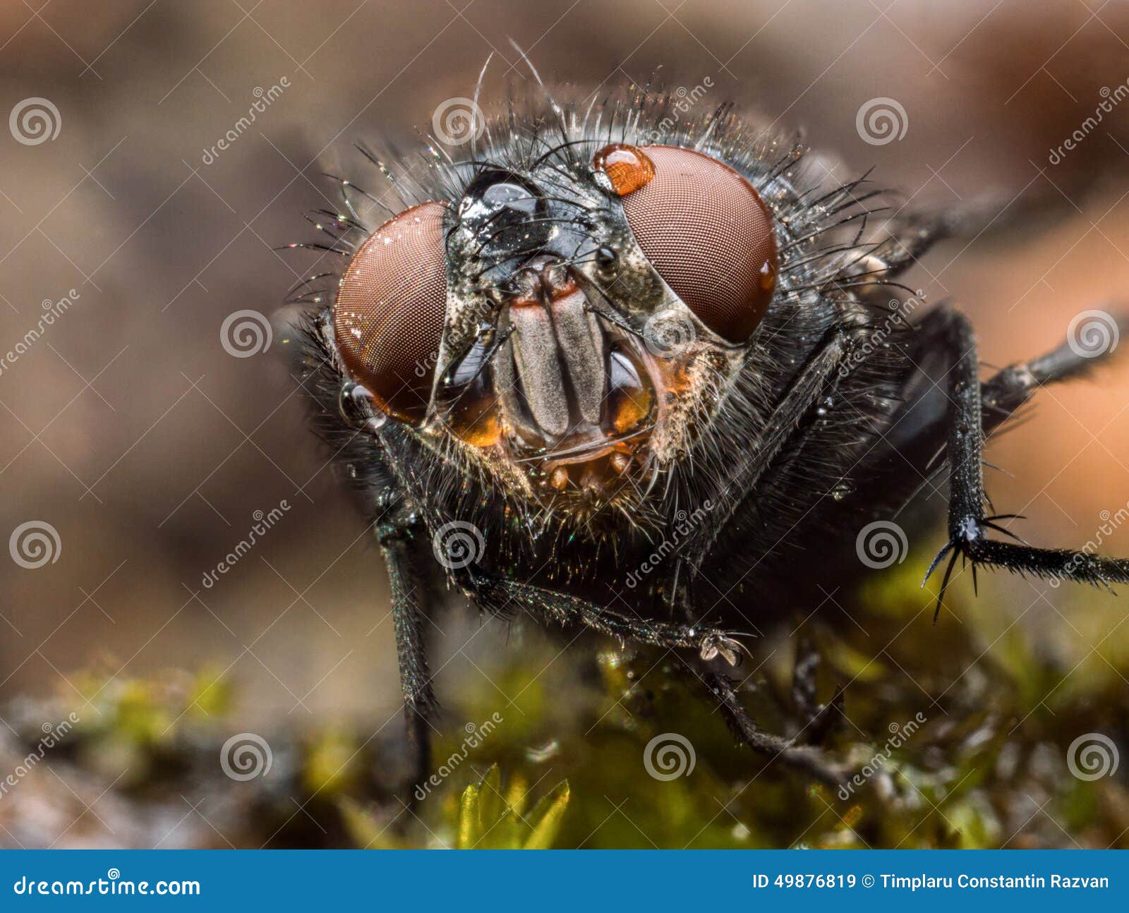 House Fly Extreme Close Up Macro Stock Image - Image of closeup, looks ...