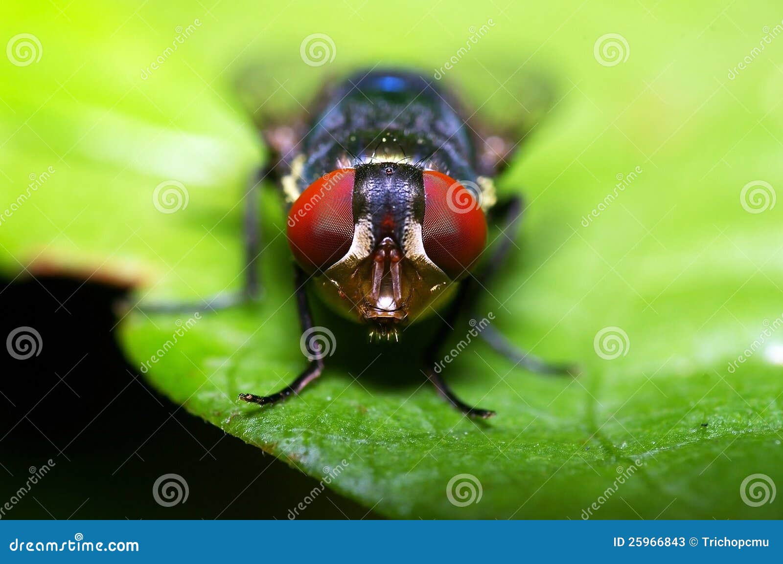 House fly face stock image. Image of pest, forest, animals - 25966843