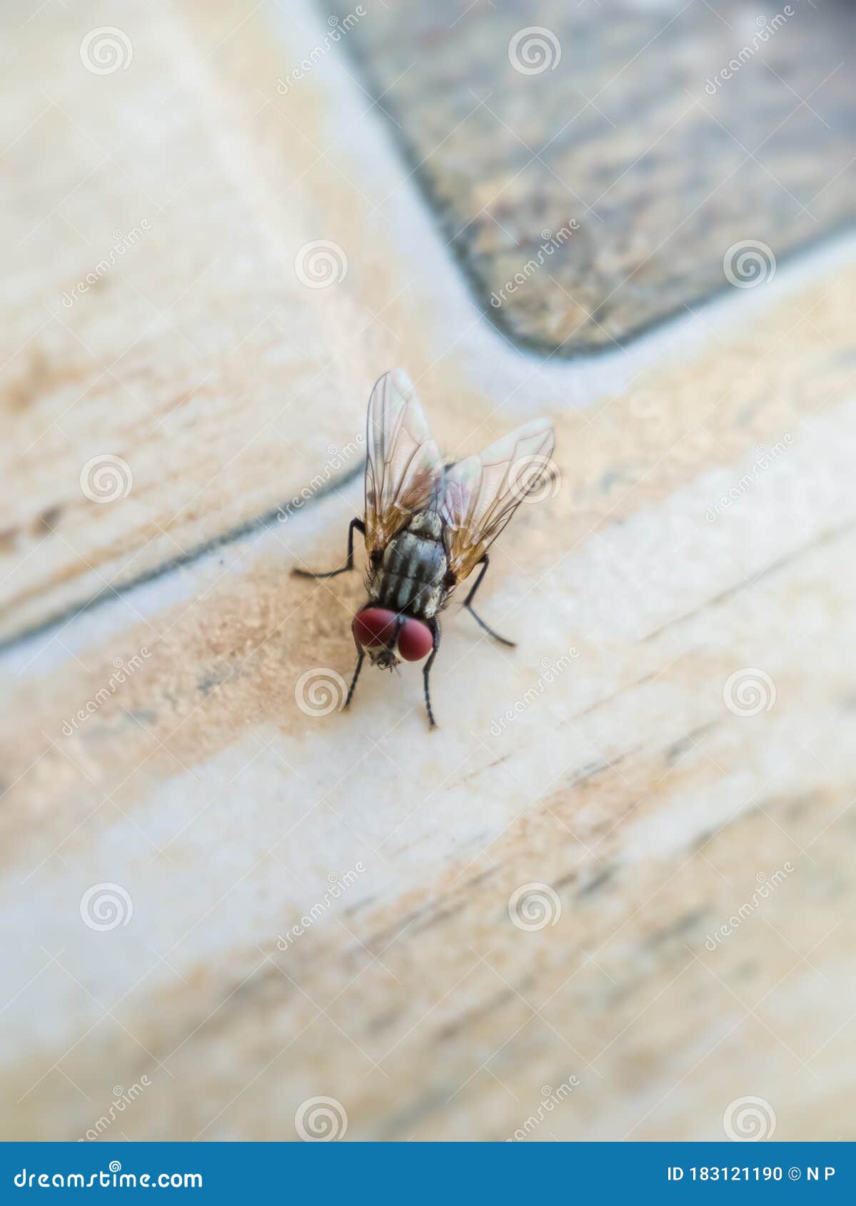 HOUSE FLY on FLOOR MACRO PHOTOGRAPHY Stock Photo - Image of closeup ...