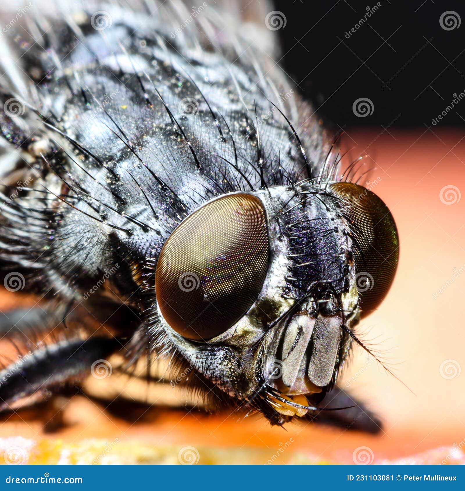 House fly on food stock image. Image of domestica, insect - 231103081
