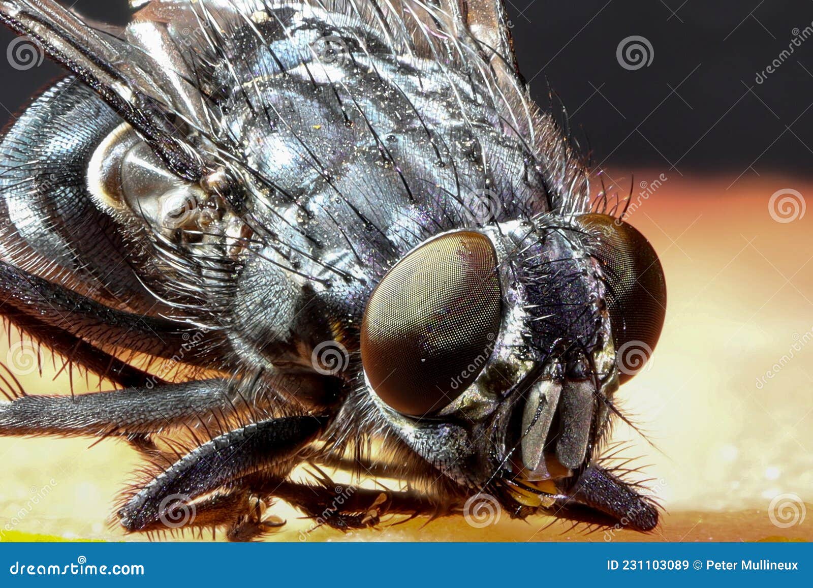 House fly on food stock image. Image of wings, flying - 231103089