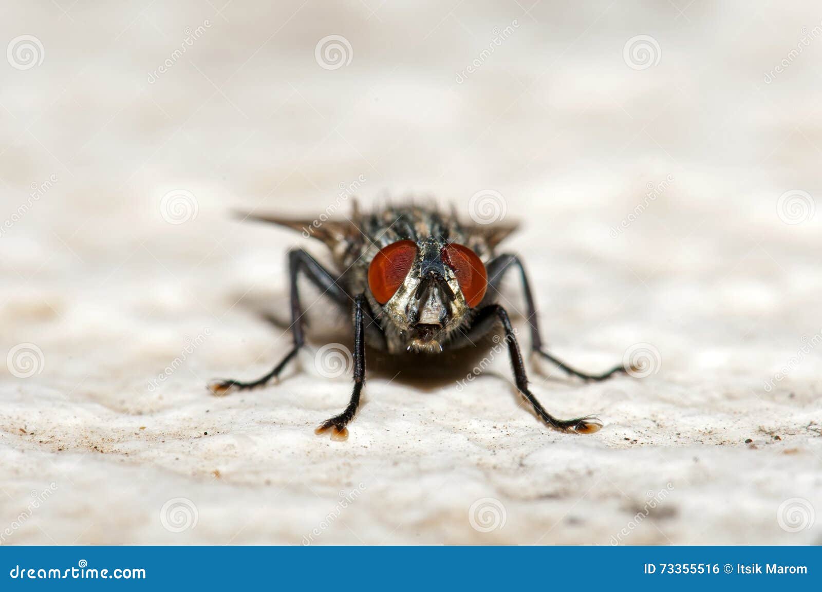House fly stock photo. Image of muscidae, biology, animal - 73355516