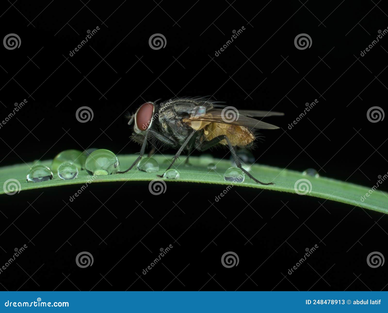 House Fly on the Grass with Dew Drops from Side View Stock Image ...