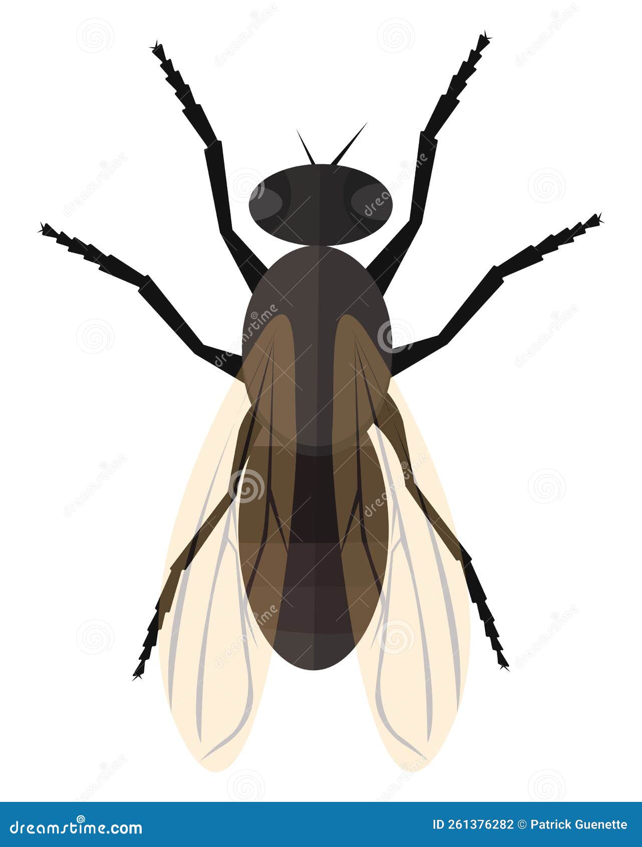 House fly, icon stock vector. Illustration of graphic - 261376282