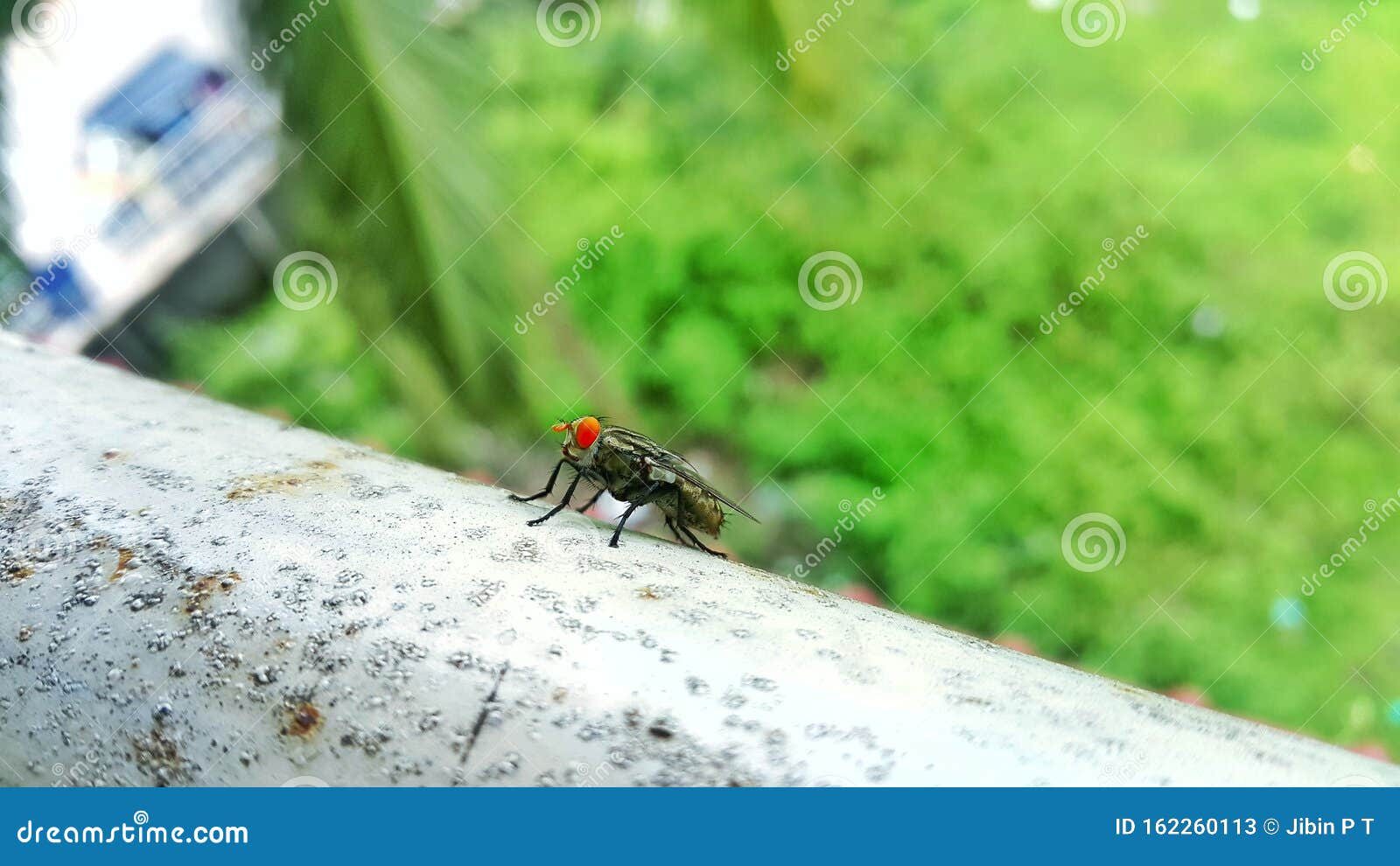 House fly stock image. Image of housefly, insects, house - 162260113