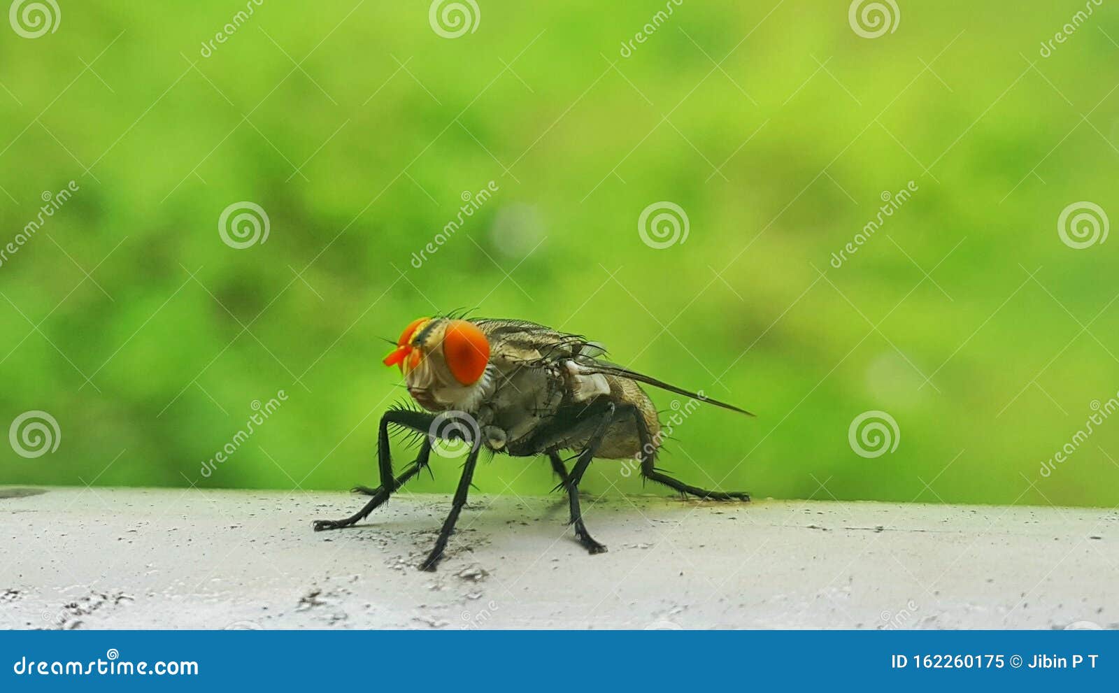 House fly stock image. Image of macro, housefly, insects - 162260175