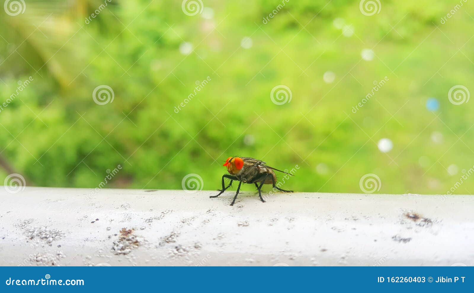 House fly stock image. Image of macro, house, housefly - 162260403