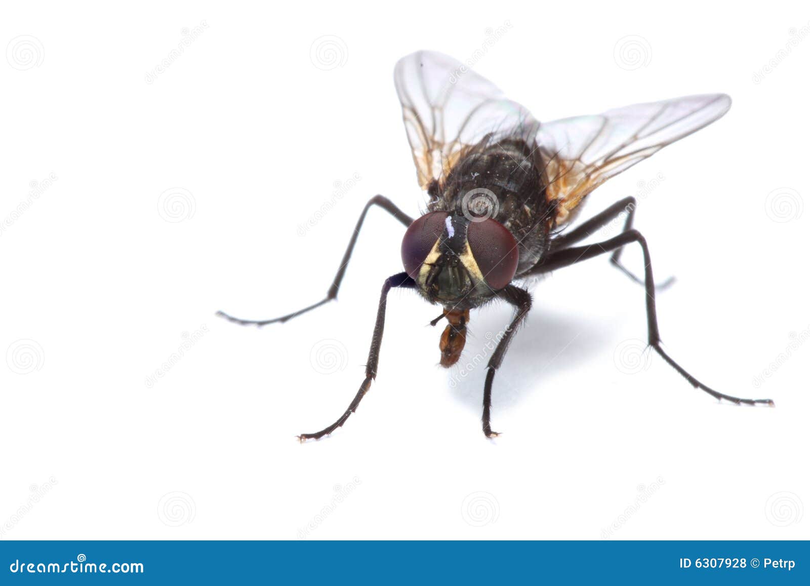 House fly isolated stock photo. Image of natural, illness - 6307928
