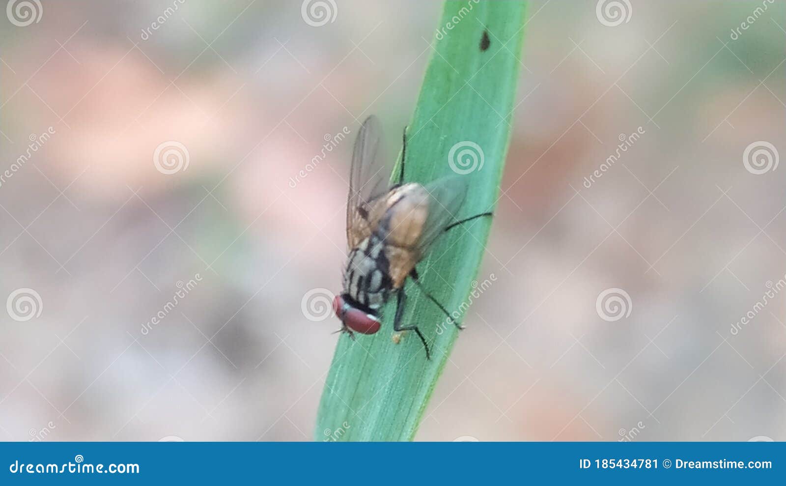 House fly in leave stock image. Image of small, leave - 185434781