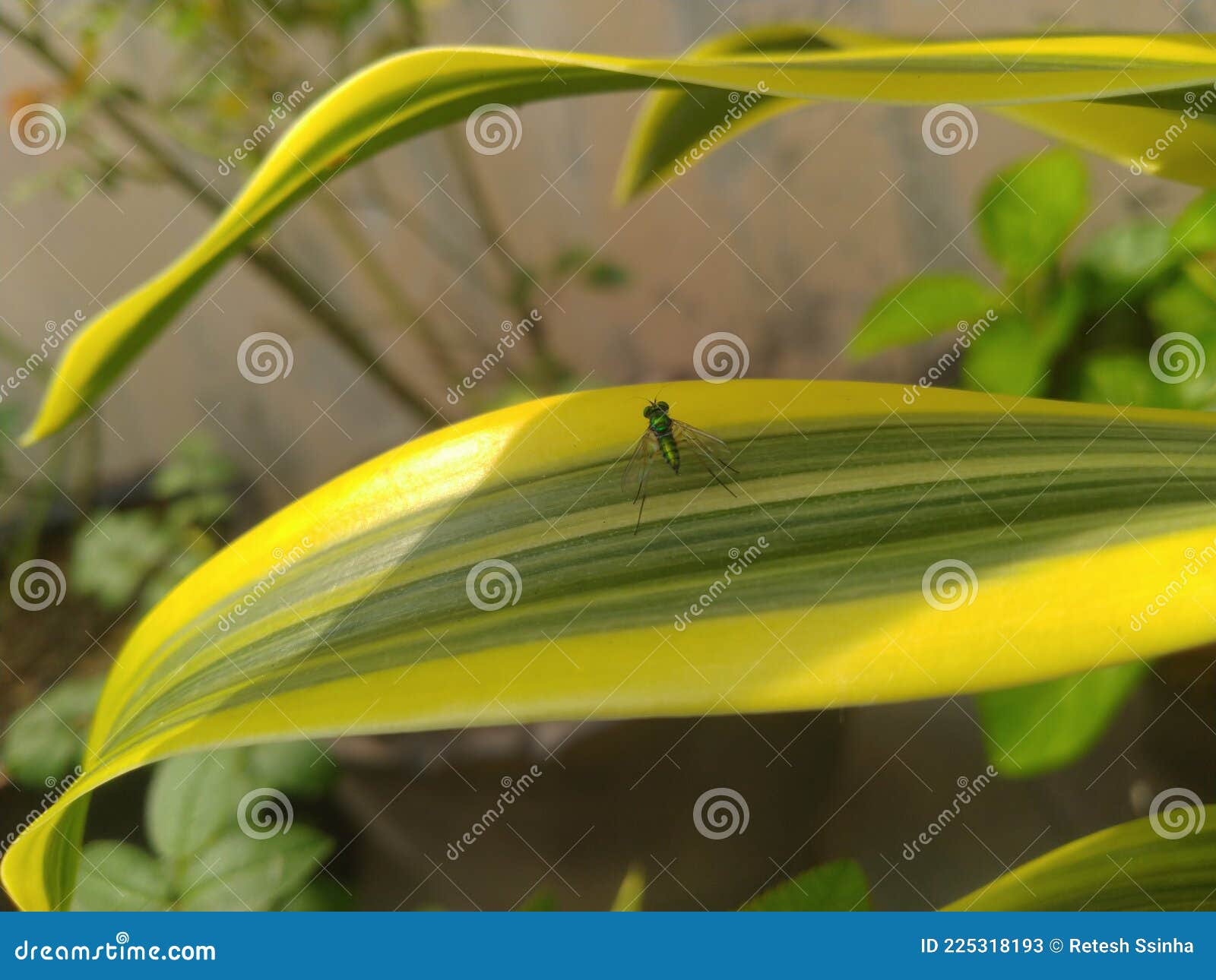 House fly on the leaves stock image. Image of animal - 225318193