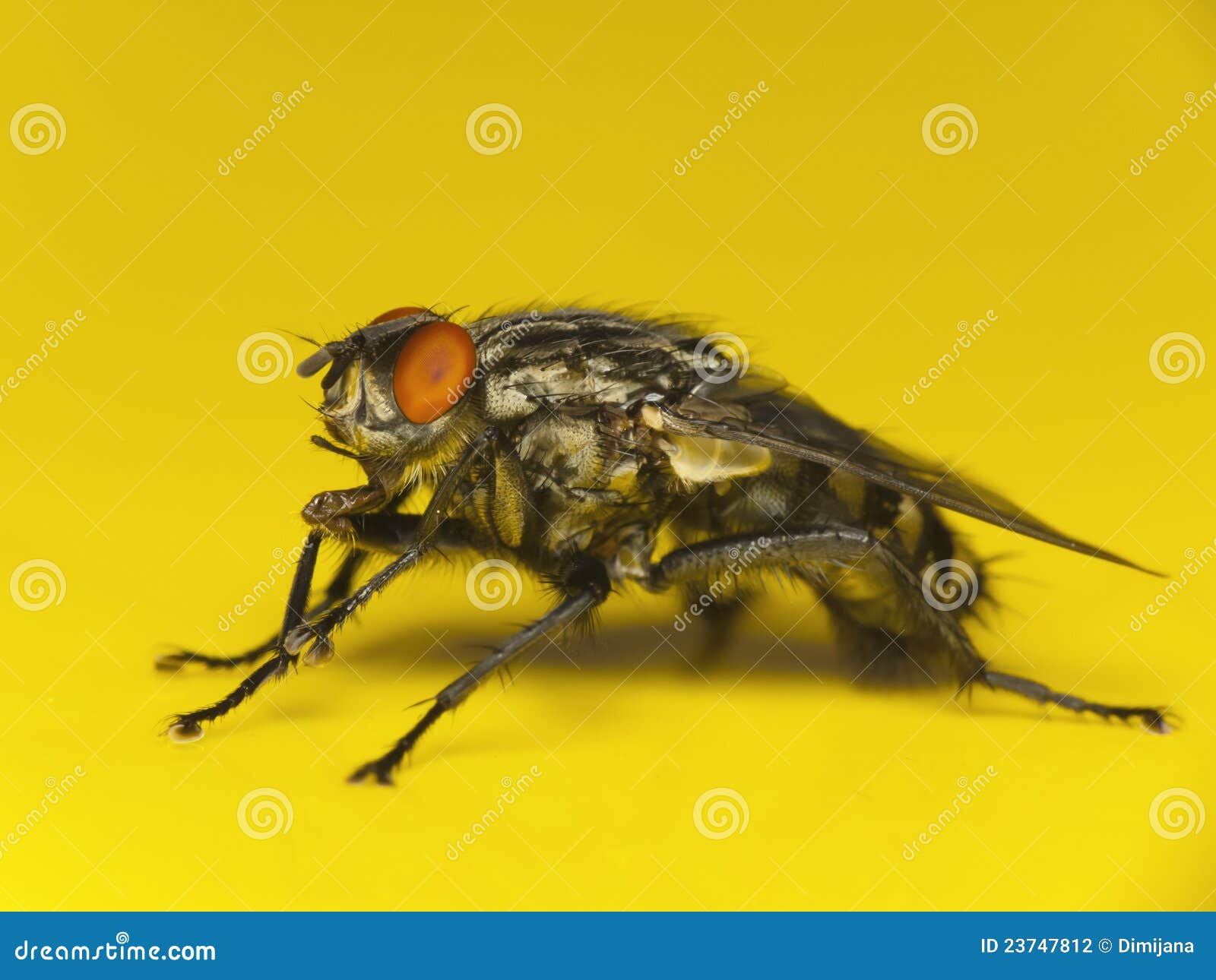 House fly macro stock photo. Image of background, alone - 23747812