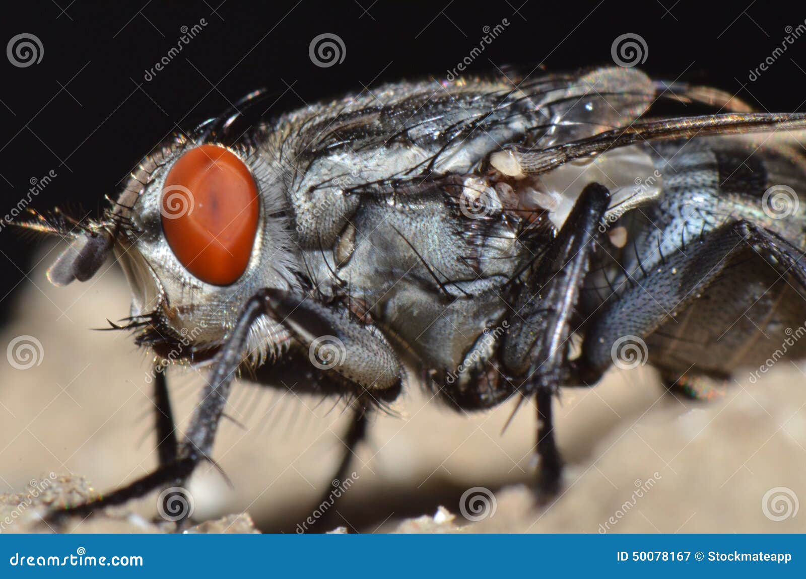 House fly stock image. Image of insect, macro, close - 50078167