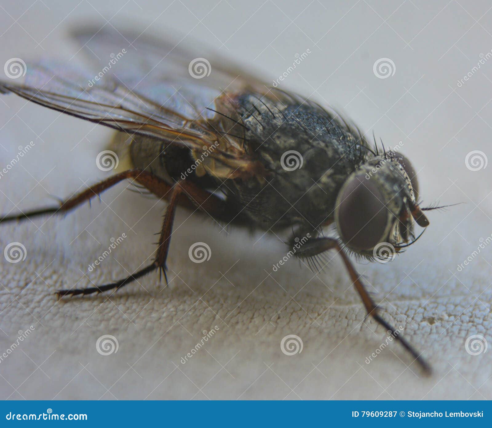 House Fly stock image. Image of boring, domestic, insect - 79609287
