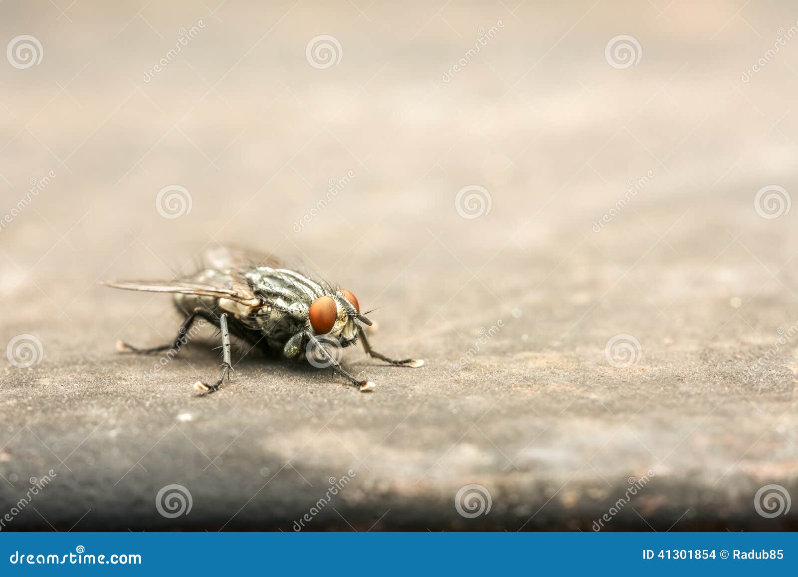 House Fly Macro stock photo. Image of house, close, housefly - 41301854