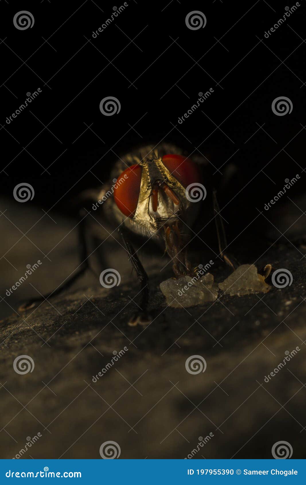 House Fly Macro Stock Photography Stock Photo - Image of microscopic ...