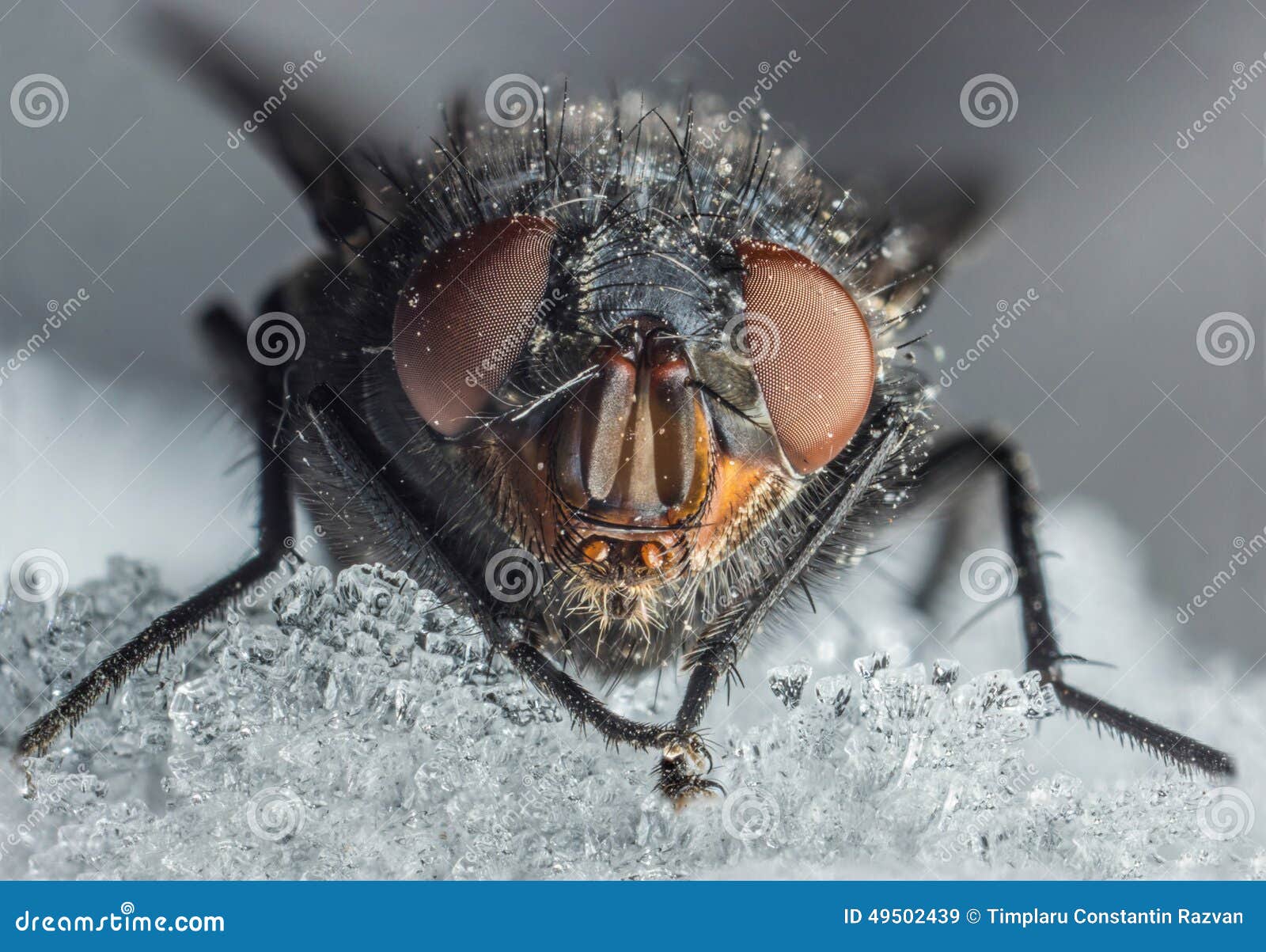 House Fly Macro stock image. Image of hair, bristle, house - 49502439