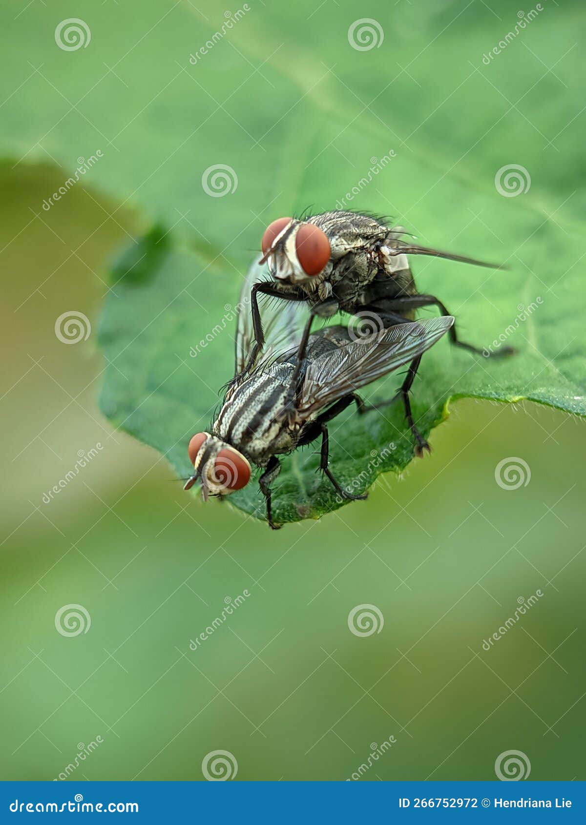 House fly mating stock photo. Image of mating, flower - 266752972