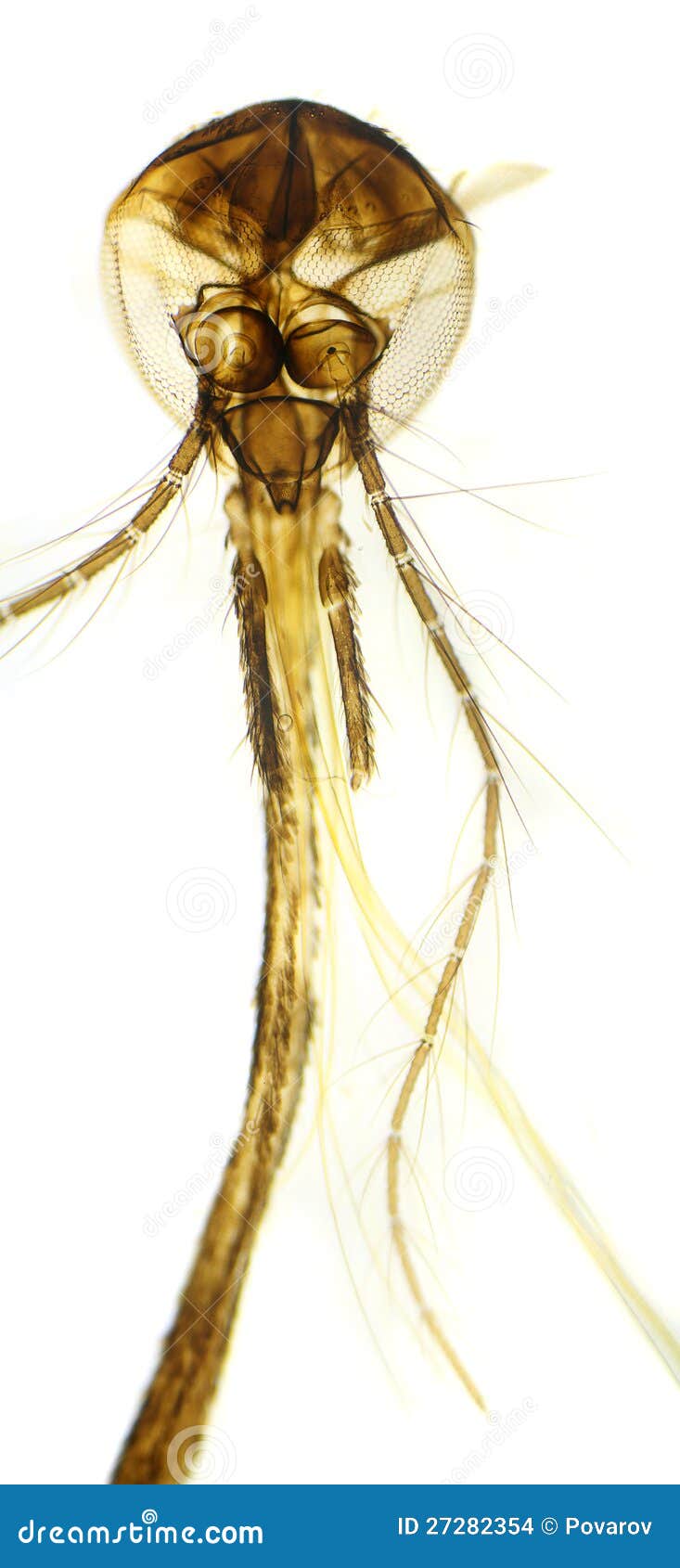 Fly Under Microscope