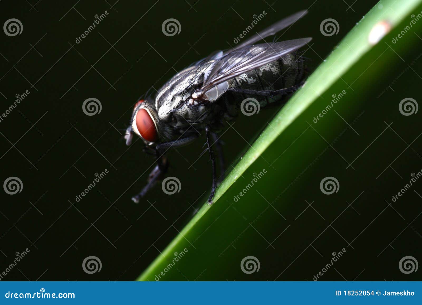 House Fly, Musca Domestica Sp. Stock Illustration - Illustration of ...