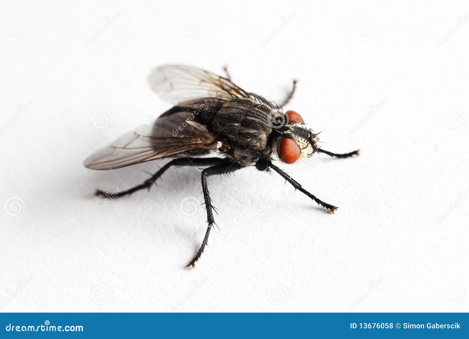 House Fly (Muscidae Domestica) Stock Photo - Image of small, closeup ...