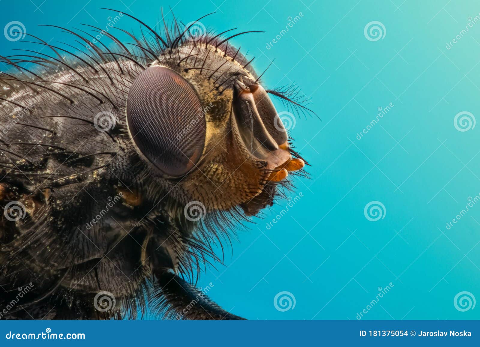 House fly profile portrait stock photo. Image of insect - 181375054