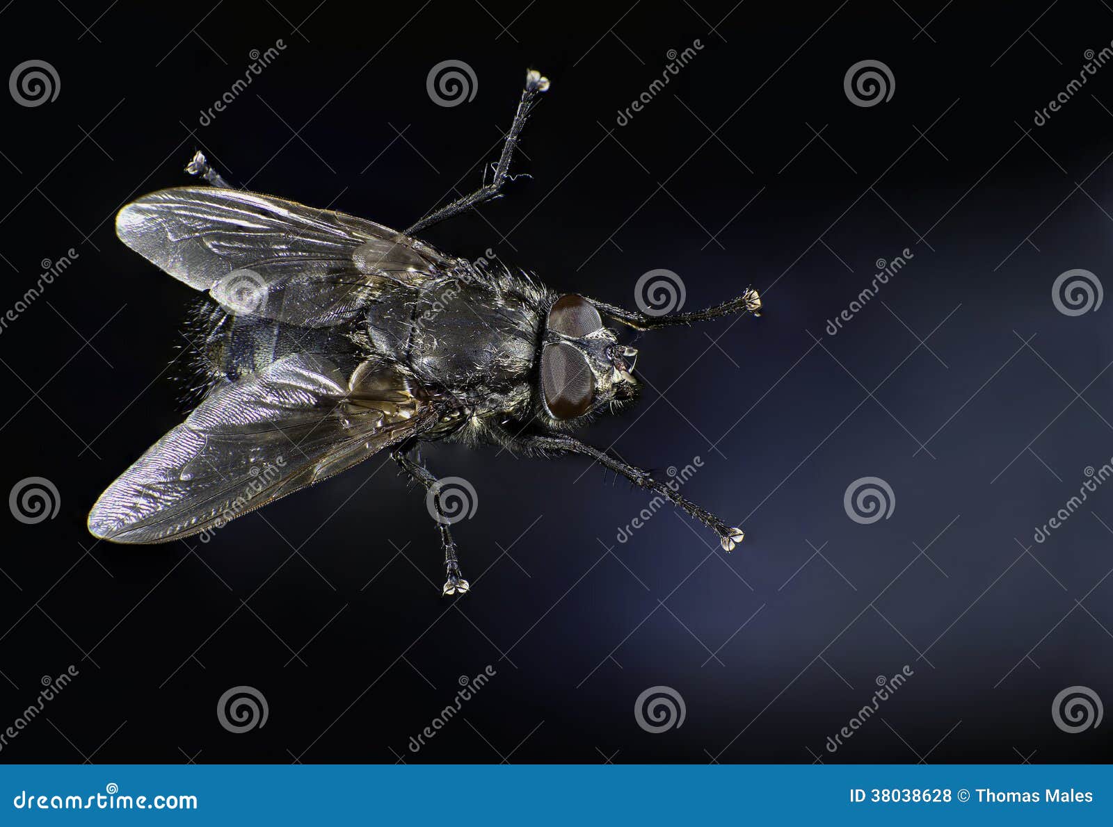 House Fly Seen from Above Macro Stock Photo - Image of disease ...