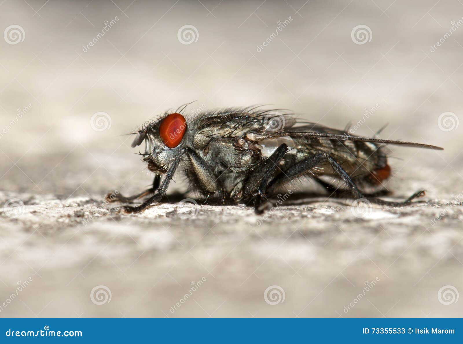 House fly stock image. Image of color, close, nectar - 73355533