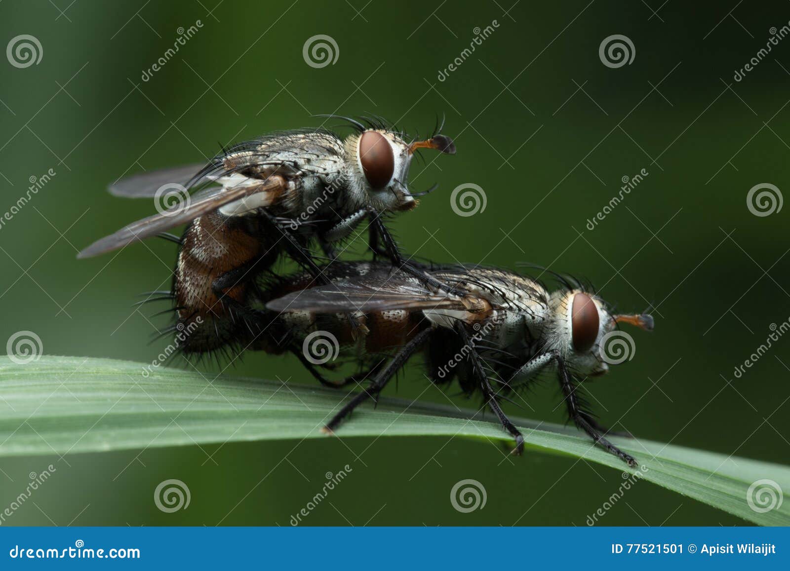 House Fly in Southeast Asia. Stock Image - Image of oriental, flower ...