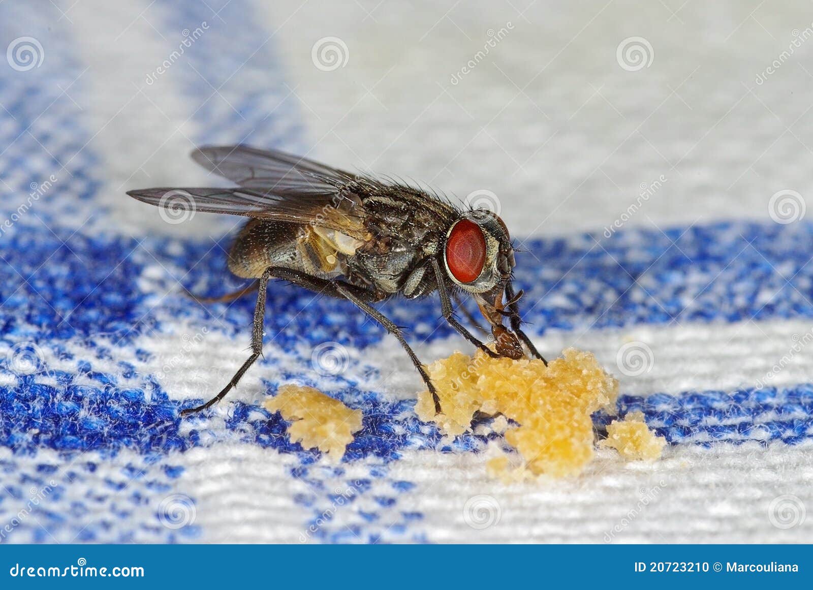 House fly sucking crumbles stock photo. Image of disturbing - 20723210