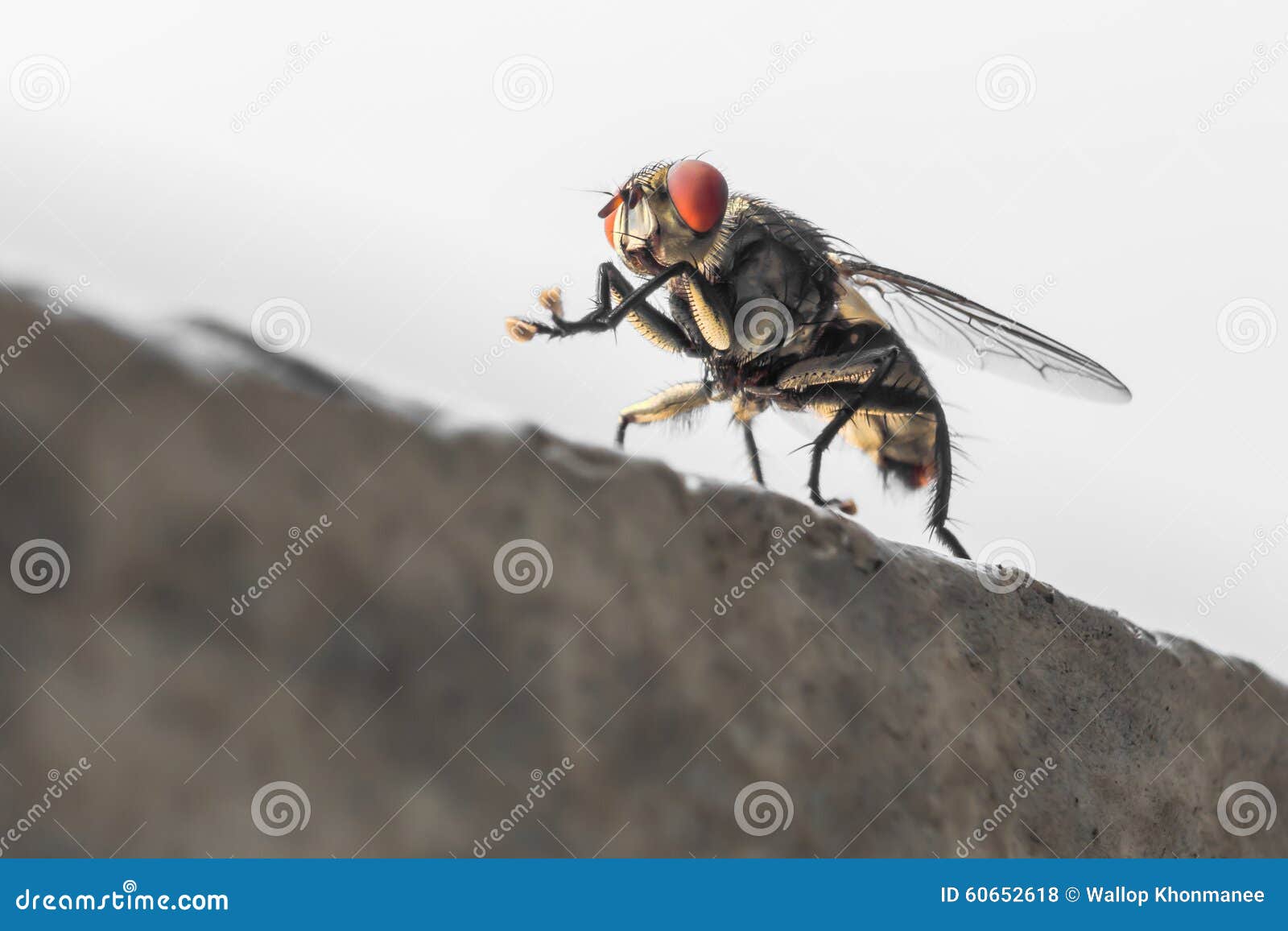 House fly on the wall. stock photo. Image of life, unwell - 60652618