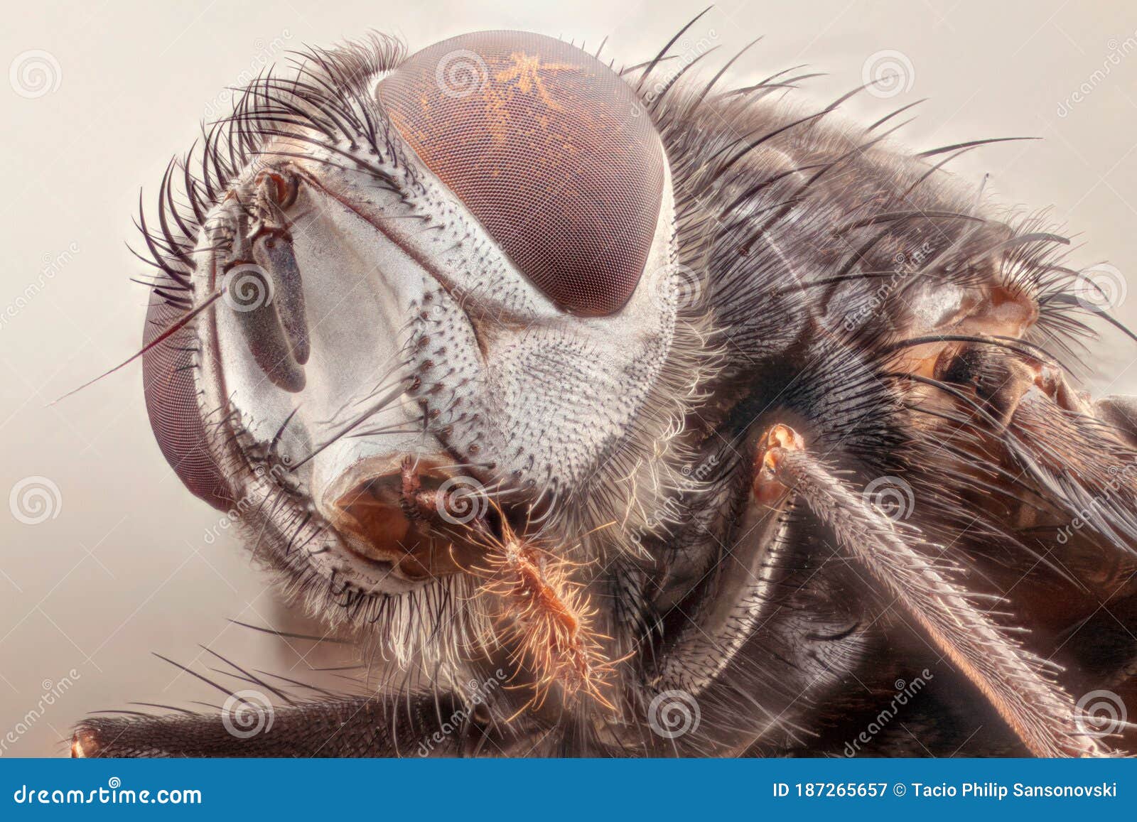 House Fly in White Background Stock Image - Image of arthropod, bugs ...