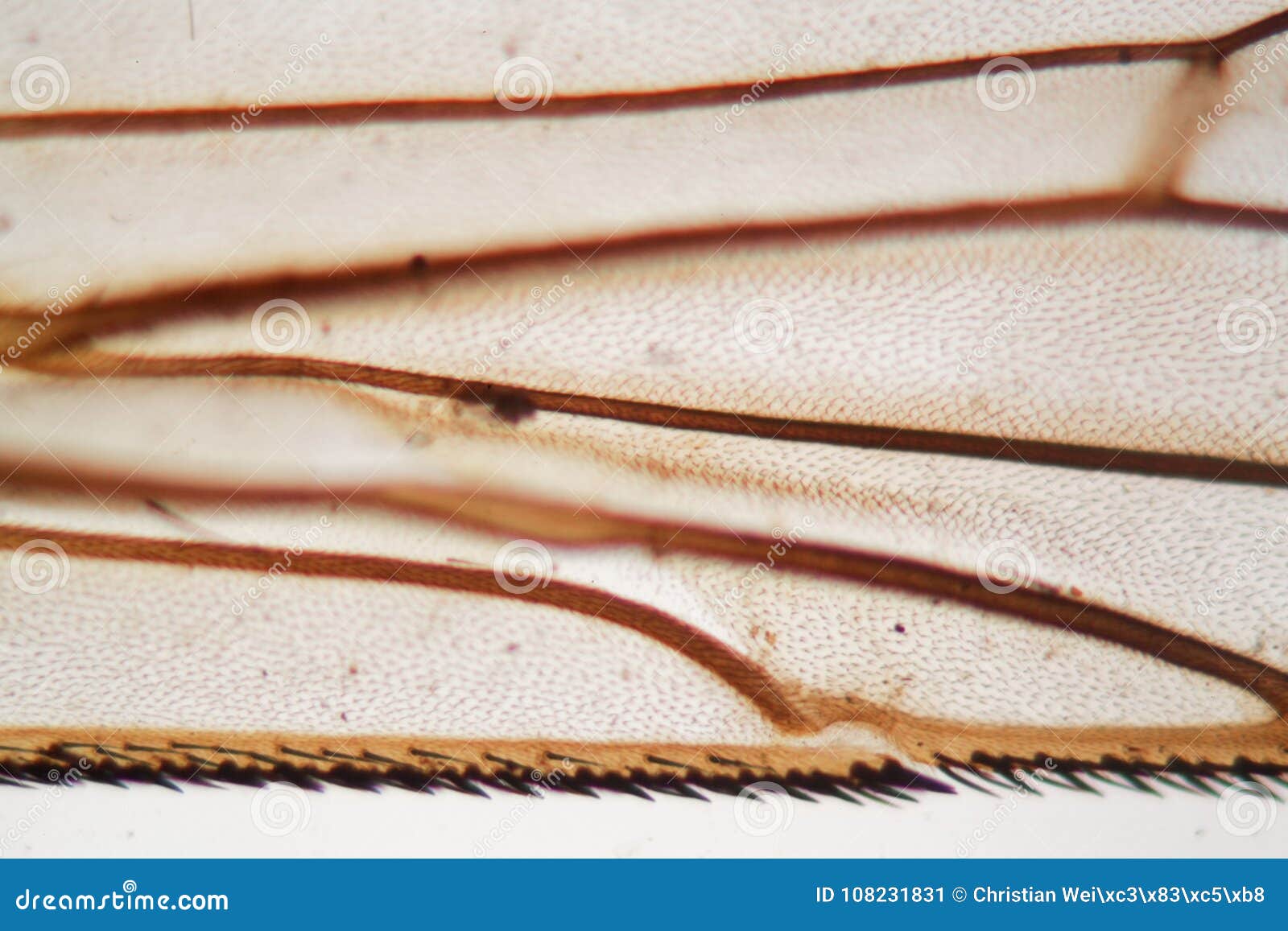 House Fly Wing Under the Microscope Stock Image - Image of ...