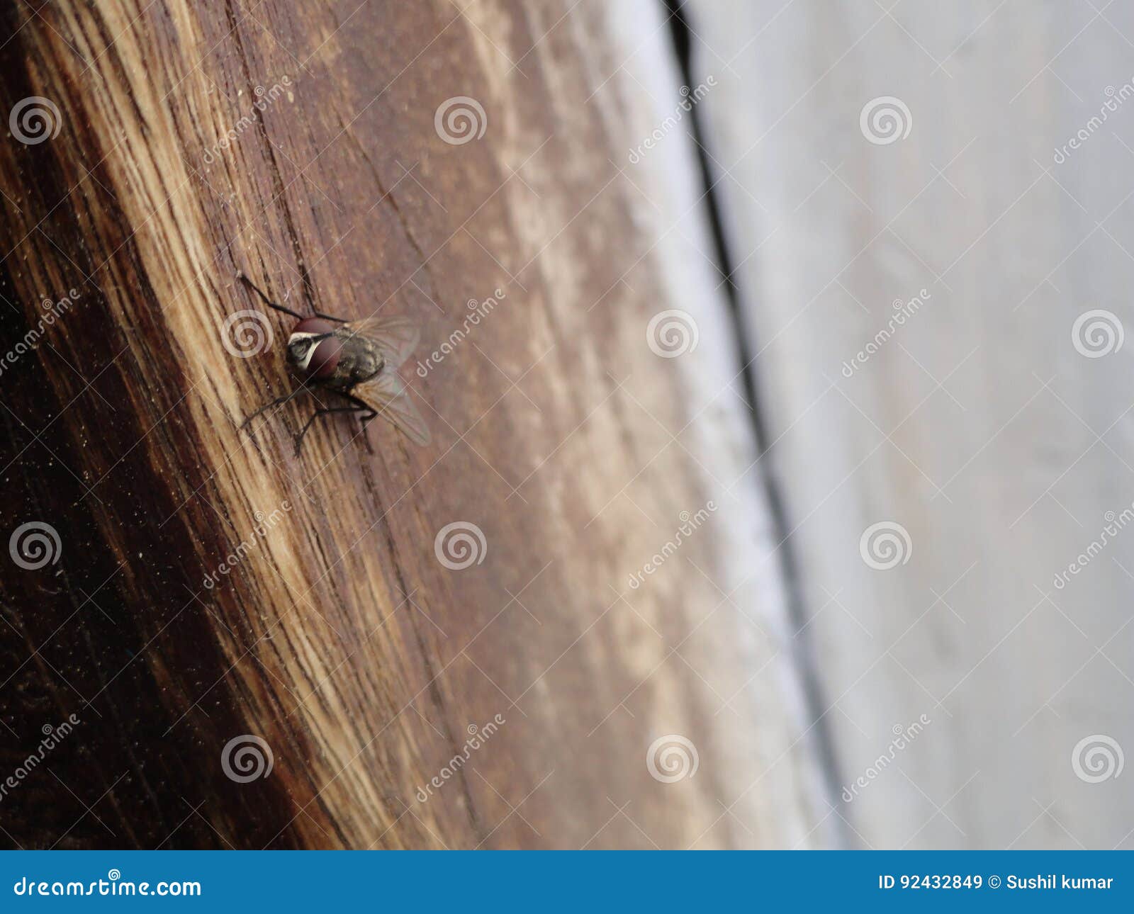 House fly stock image. Image of insect, closeup, zoom - 92432849