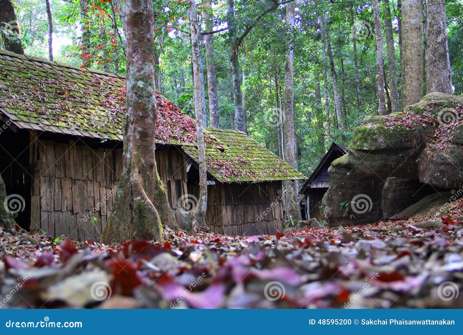 House in the forest stock photo. Image of vacant, touristic - 48595200