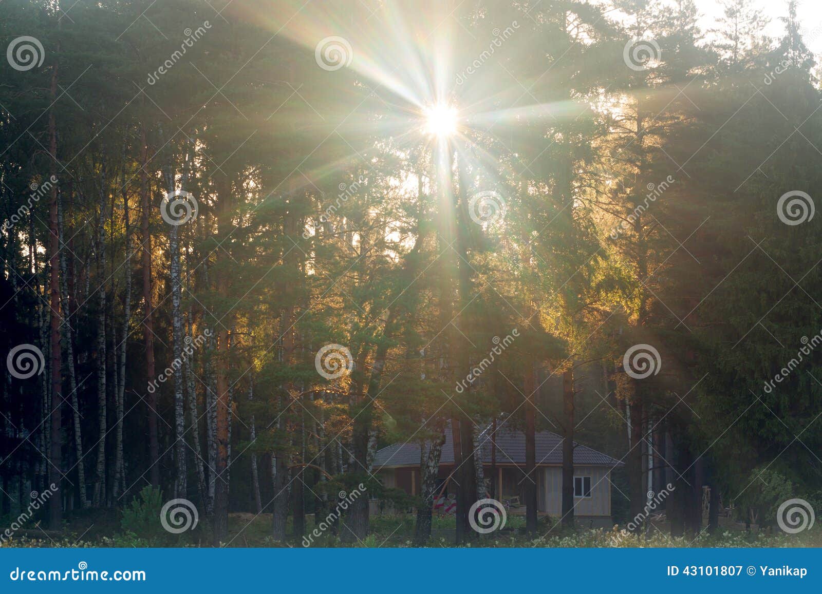 House in the Forest for Rest Stock Image - Image of home, leaf: 43101807